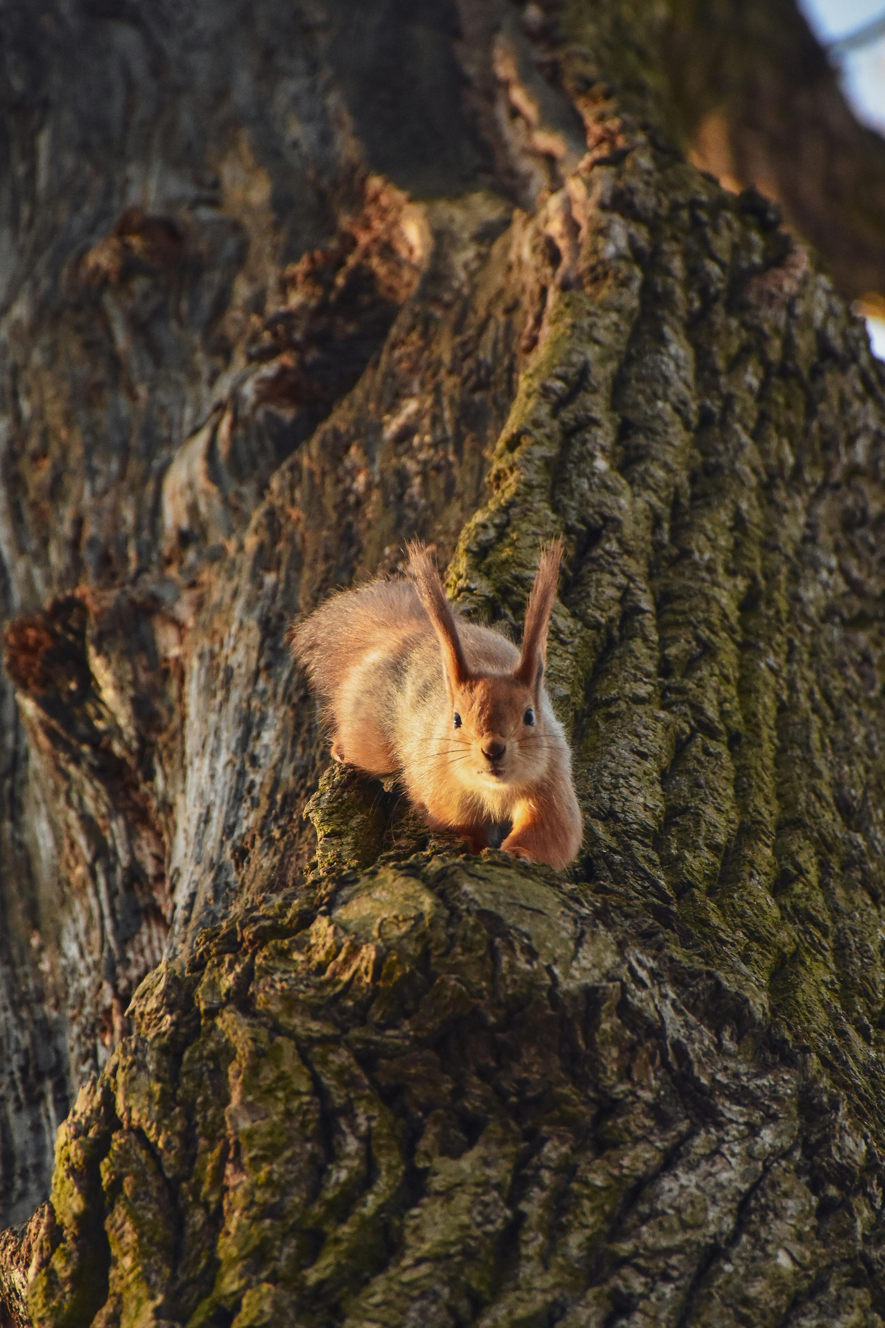 Squirrel on a Tree · Free Stock Photo
