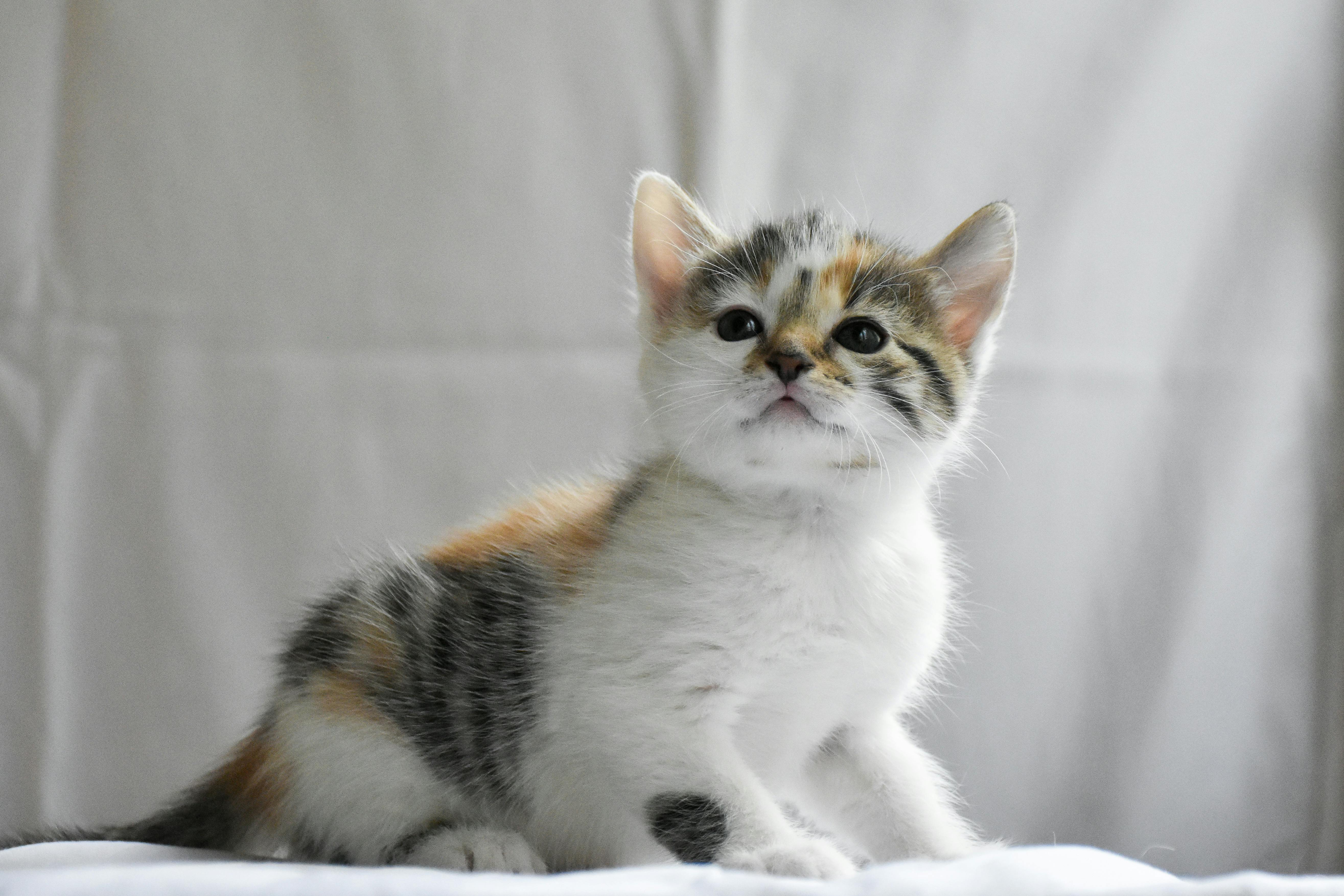 Close Up Photo of a Kitten · Free Stock Photo