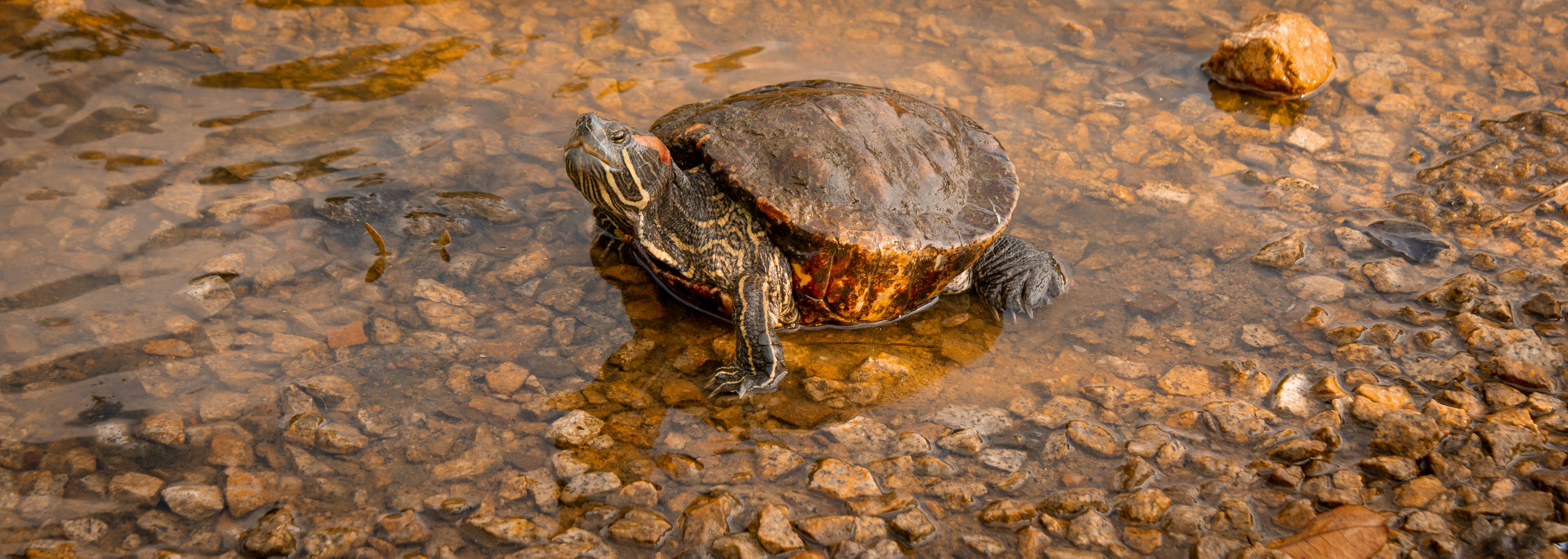 Manoj Kumar Sivakumar - Photography