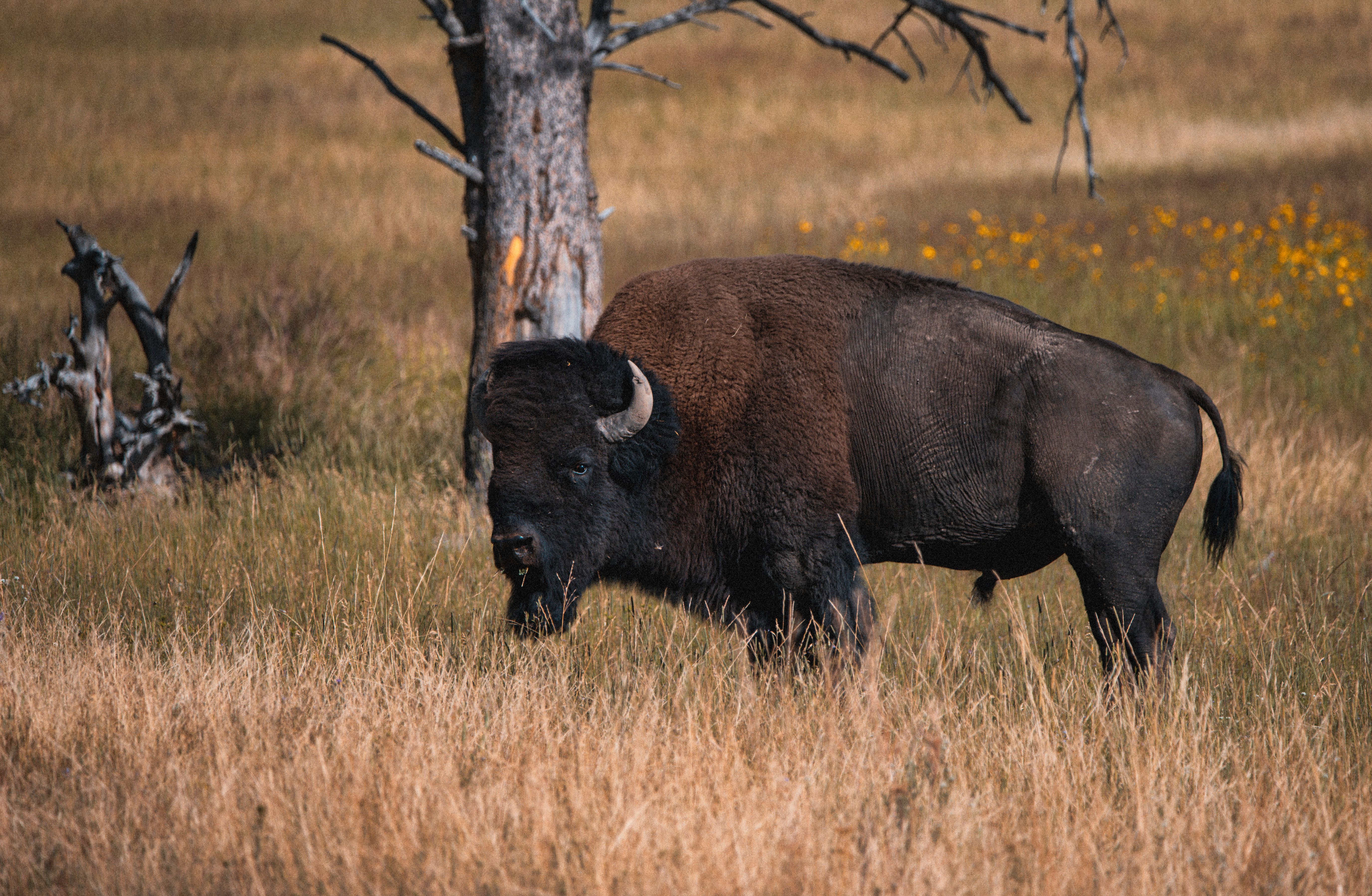 Black Plains Bison Standing on Brown Field · Free Stock Photo