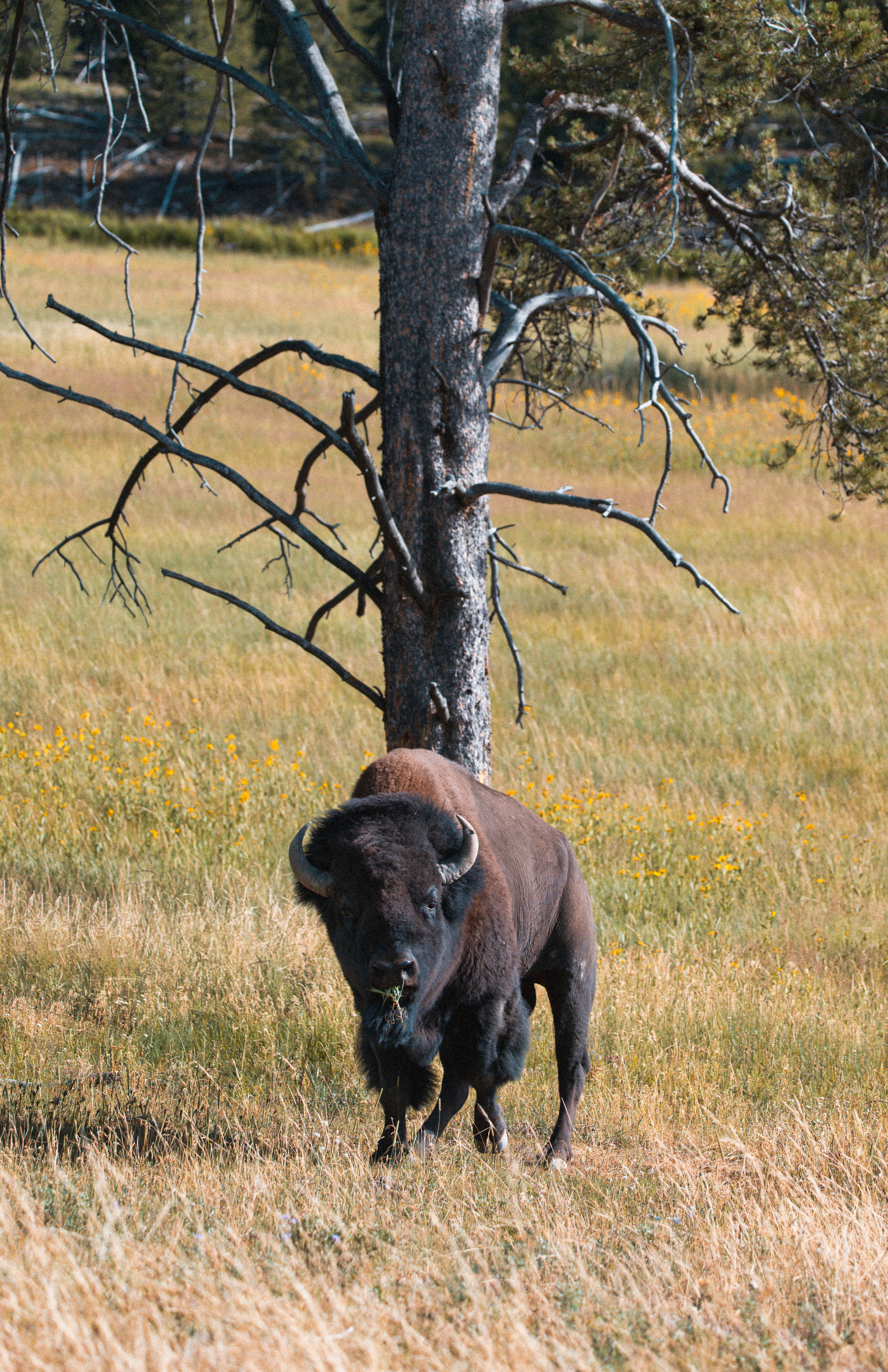A Bison in the Wild · Free Stock Photo