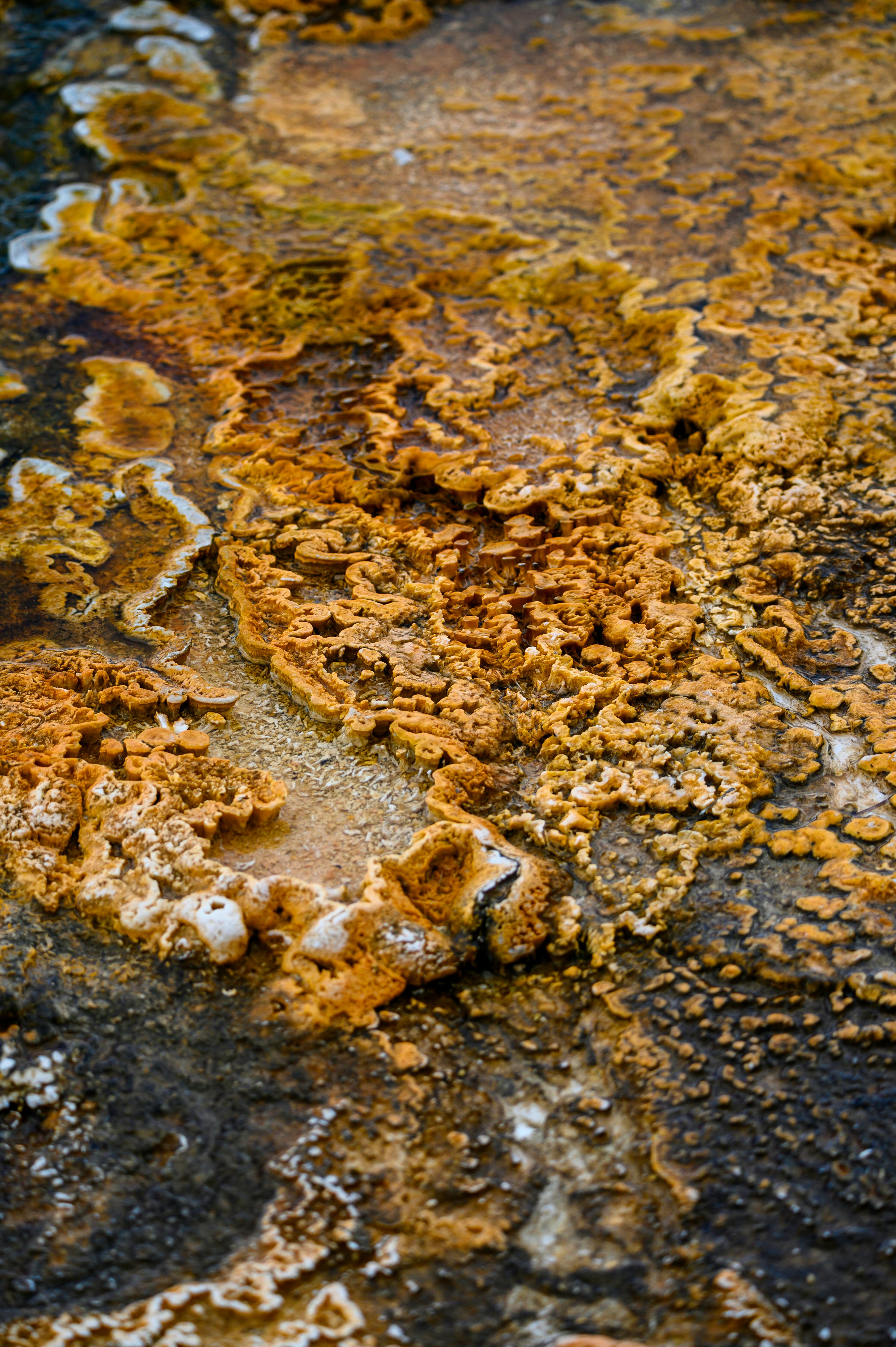 Close-up of Fungus on Ground · Free Stock Photo