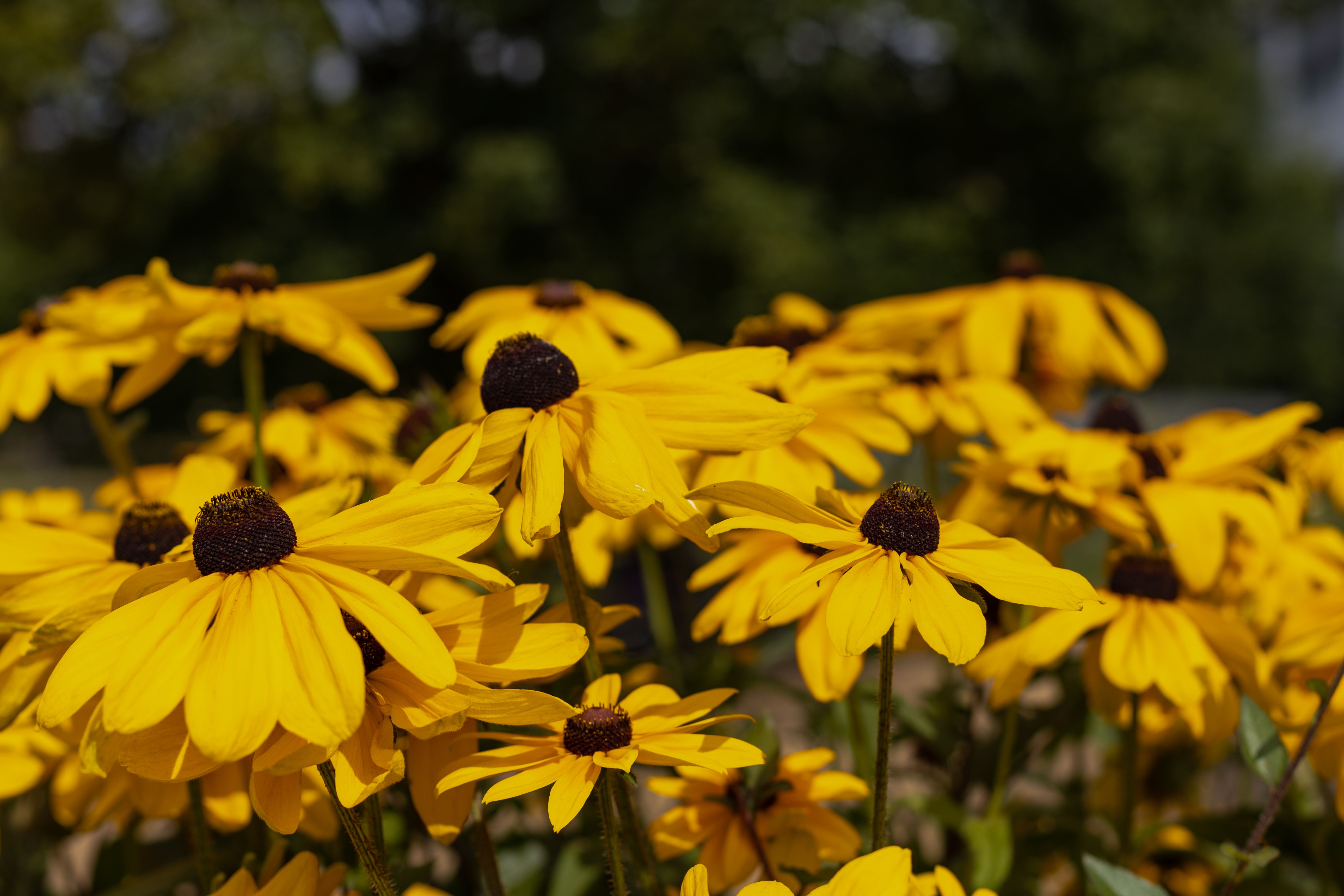 Black-Eyed Susan Flowers in Close-Up Photography · Free Stock Photo