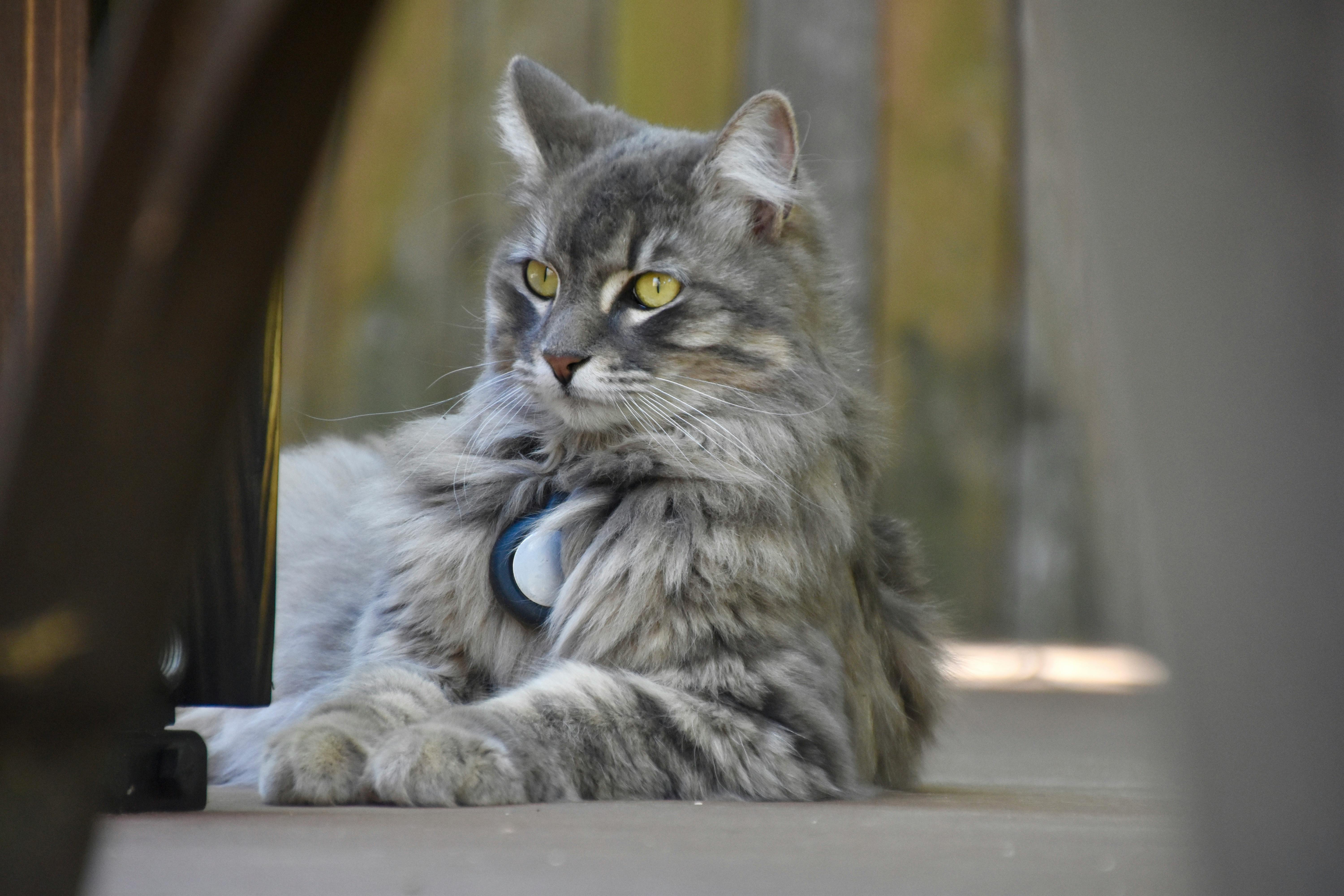 American Polydactyl Cat: A Comprehensive Guide