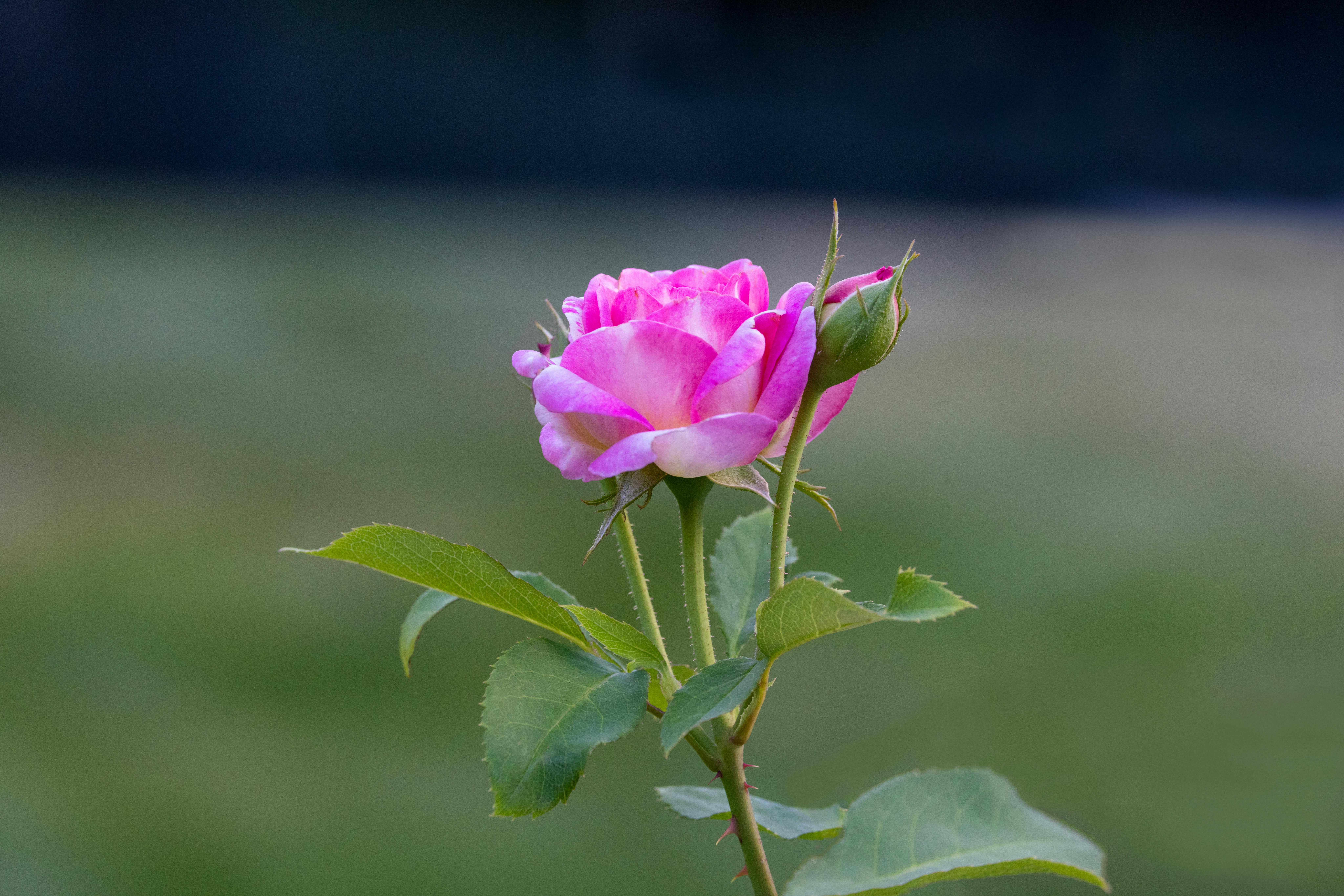 A Pink Rose in Close-Up Photography · Free Stock Photo