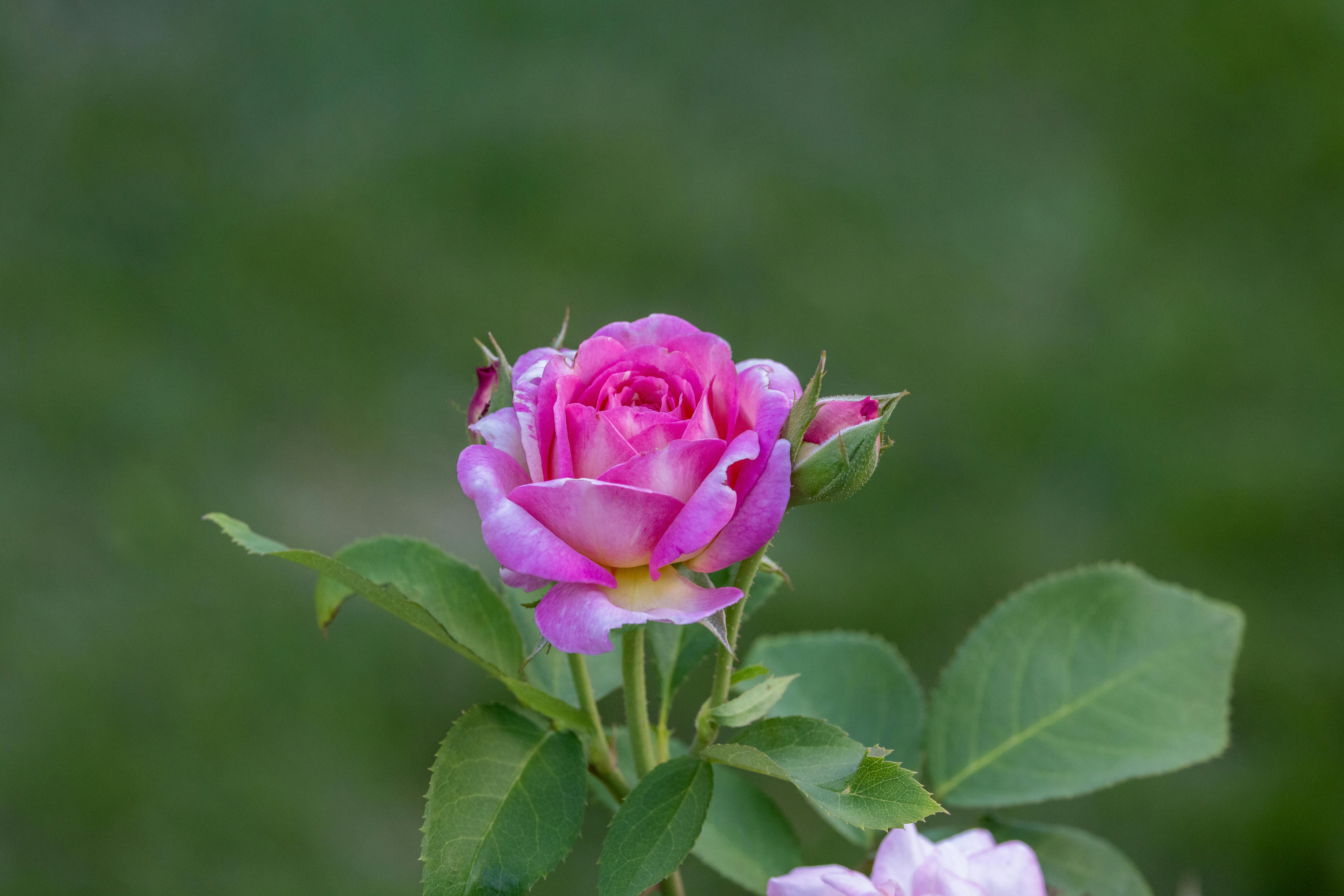 Photograph of a Blooming Pink Rose · Free Stock Photo