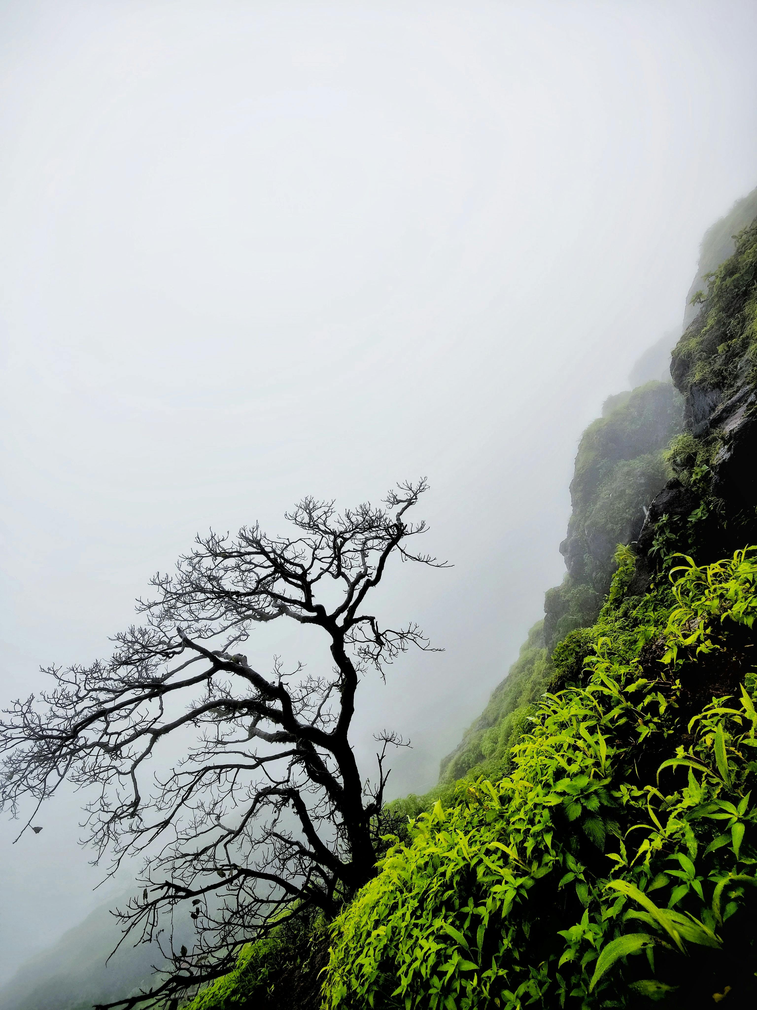 Planting Tree Photos, Download The BEST Free Planting Tree Stock Photos ...