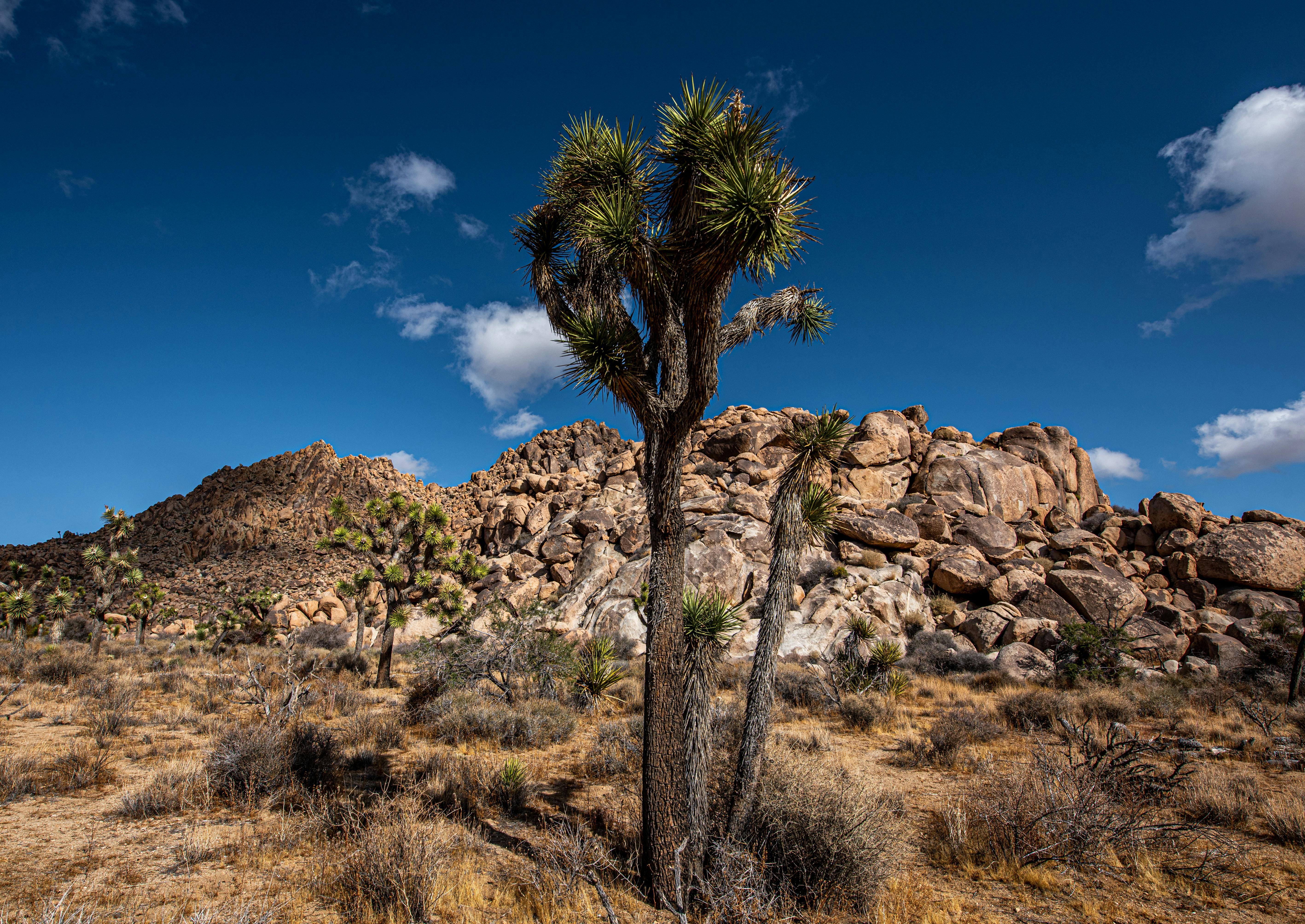 Shot of Joshua Tree · Free Stock Photo