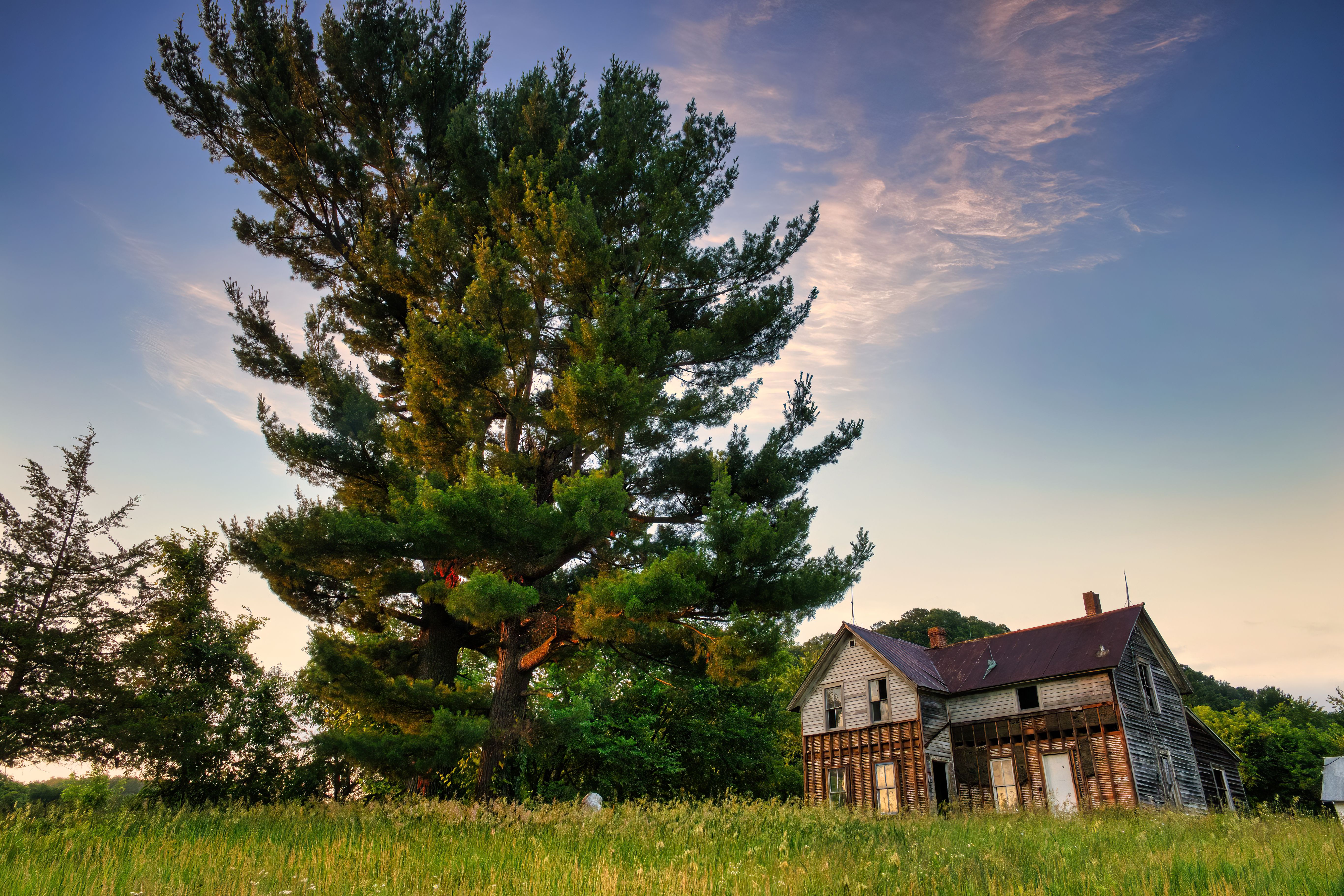 Tall Tree Beside the Wooden House · Free Stock Photo