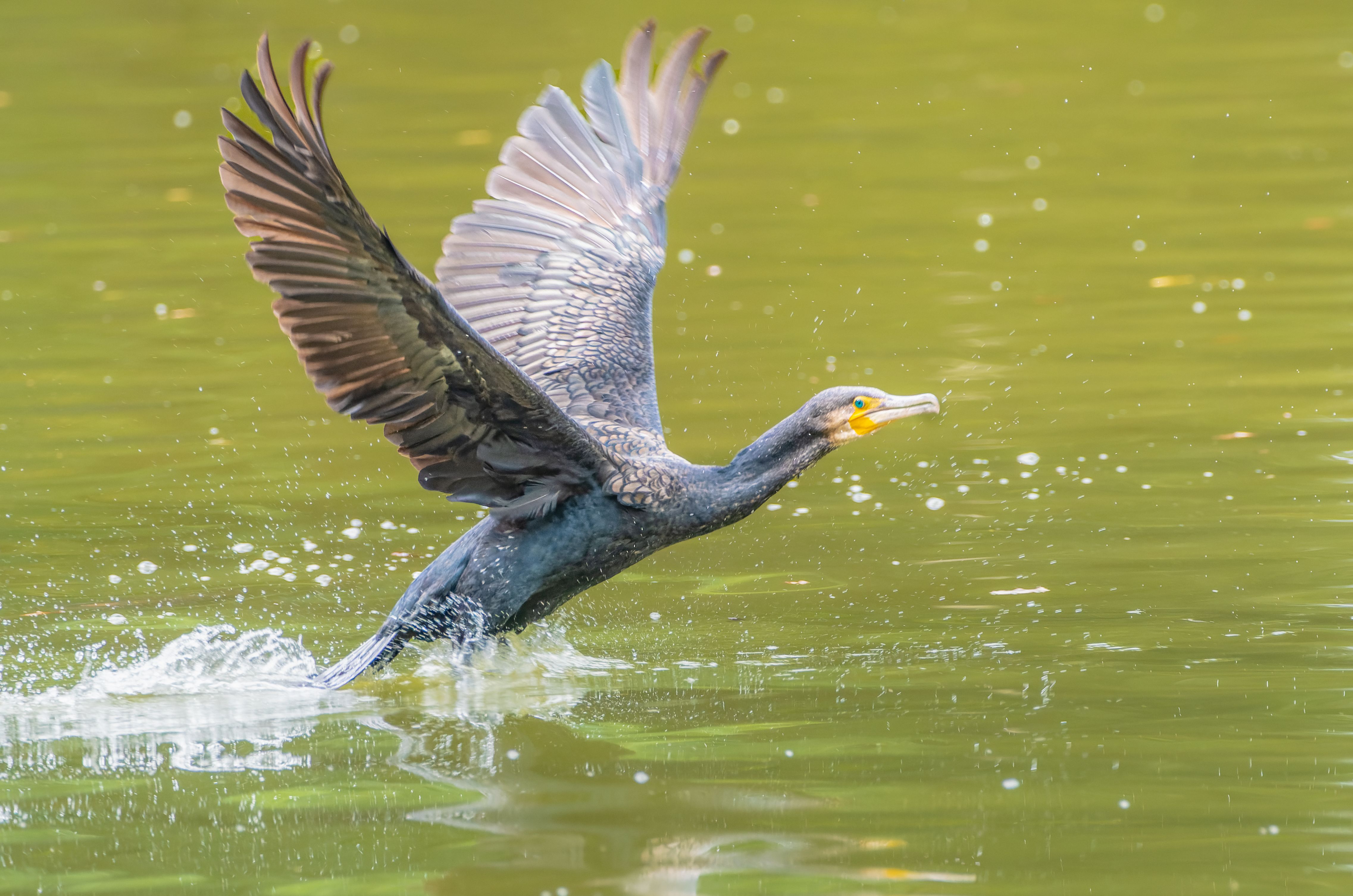 Photo of a Bird Spreading Its Wings · Free Stock Photo