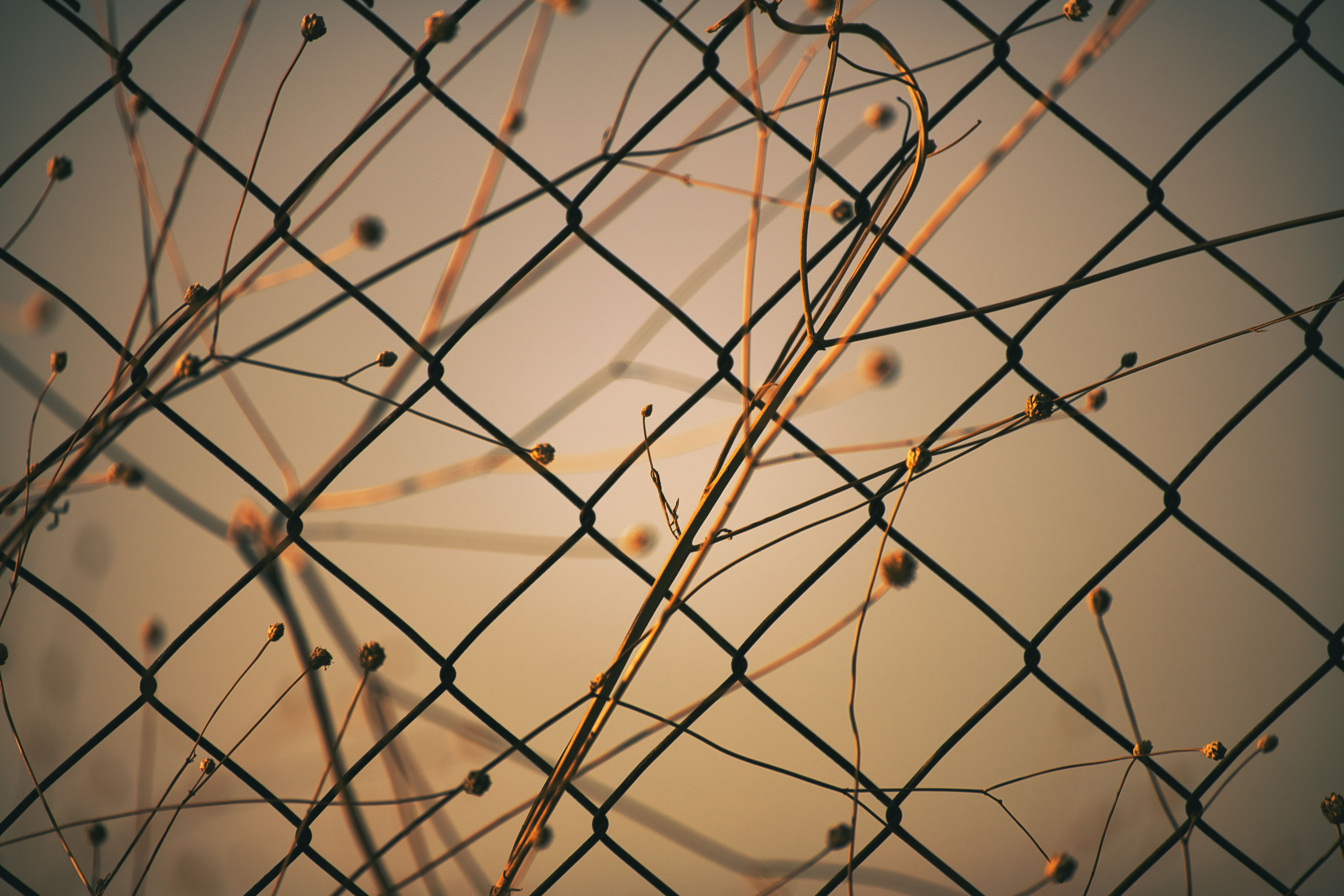 Shallow Focus Photography of Silhouette of Cyclone Wire · Free Stock Photo