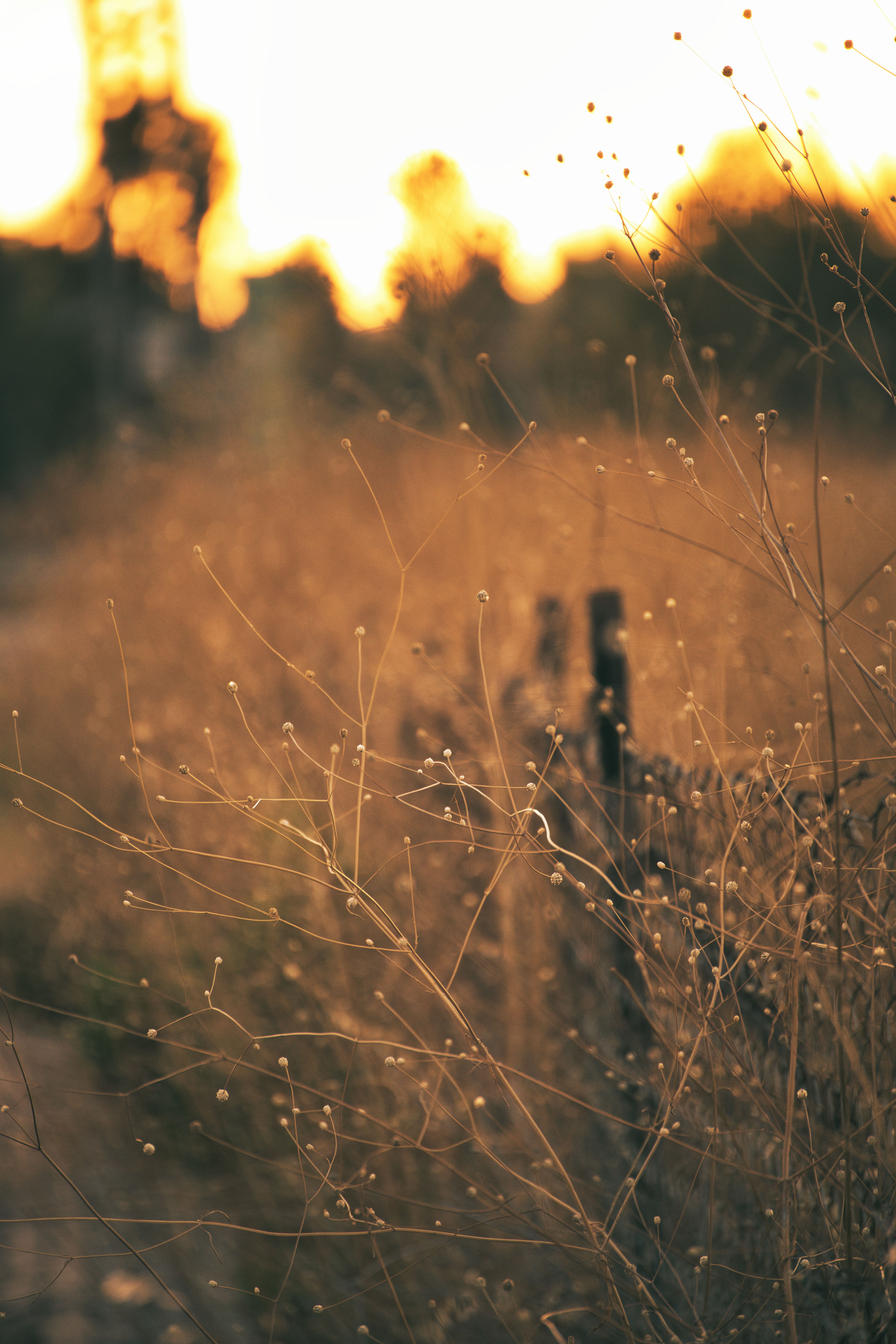 Leafless Branches · Free Stock Photo