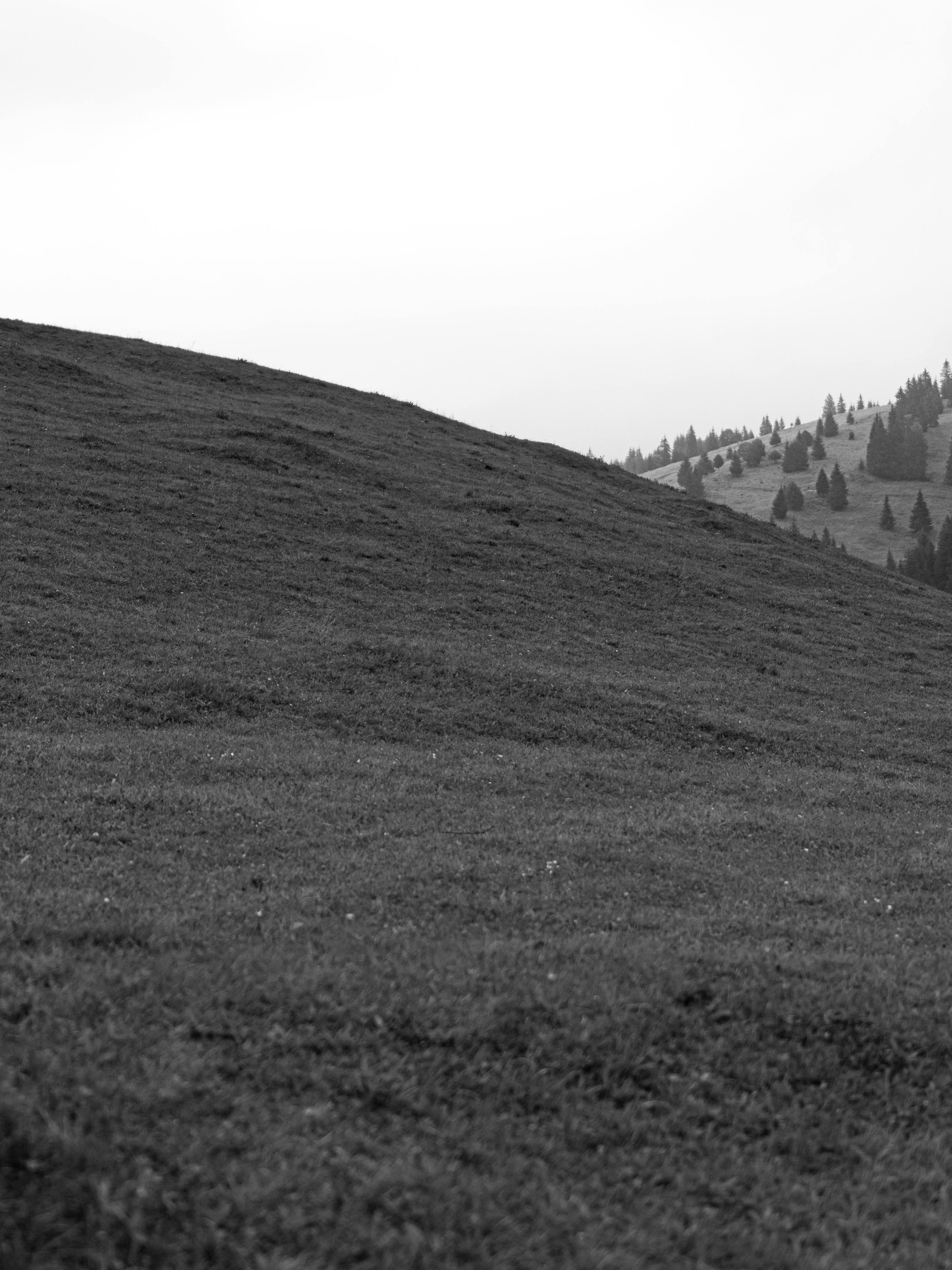 A Grayscale of Grass on a Lake · Free Stock Photo