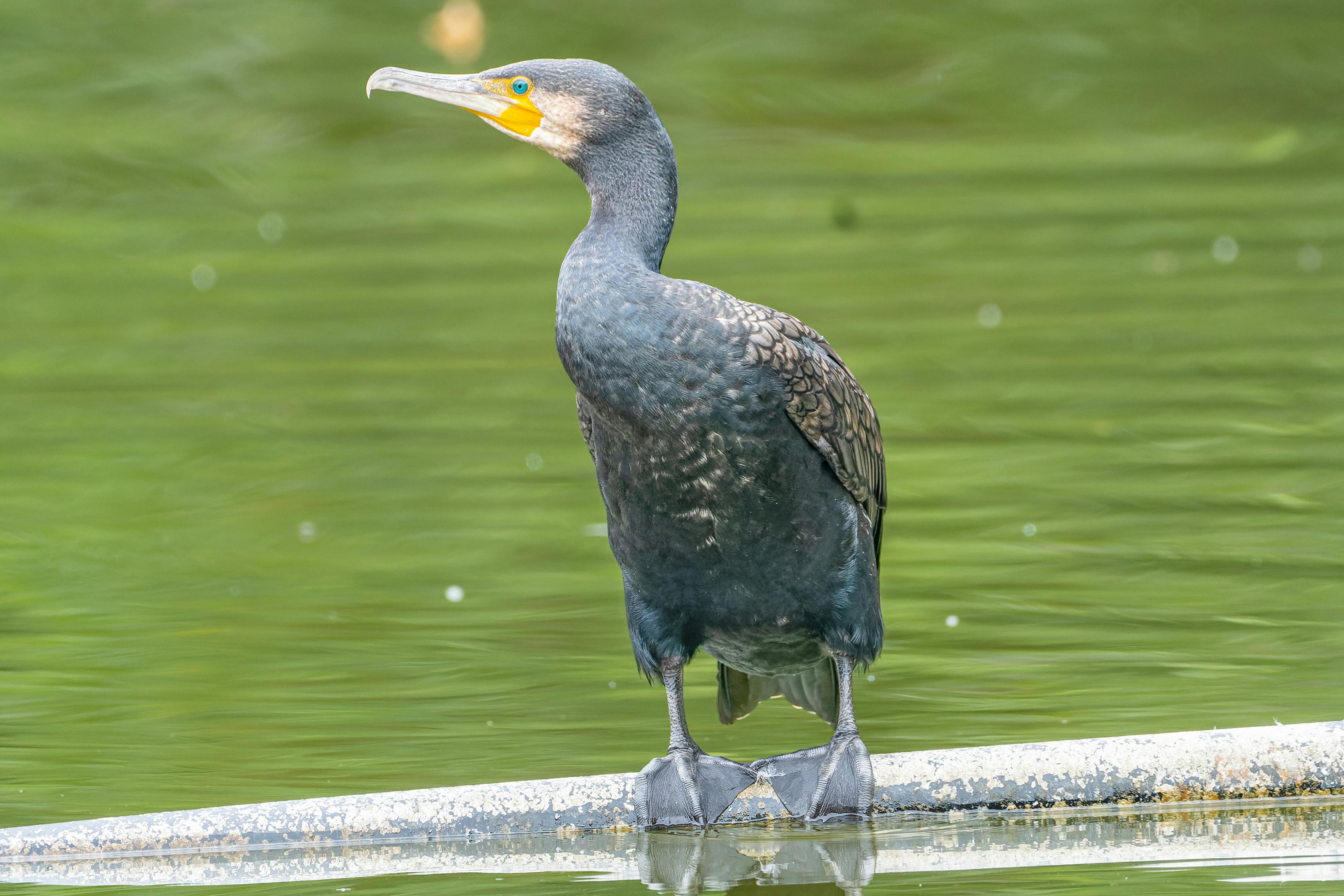 Close Up Photo of Great Cormorant · Free Stock Photo