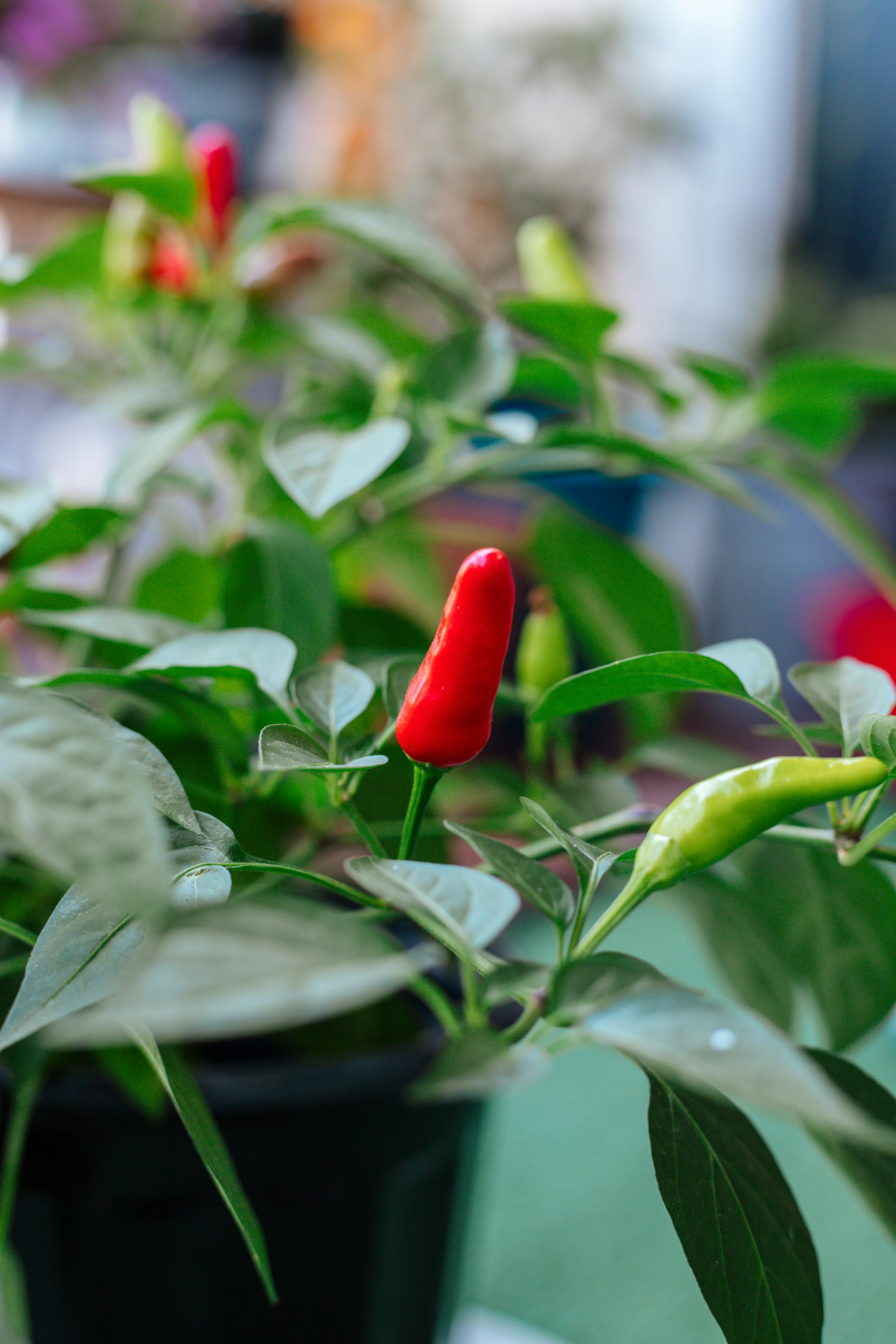 Red Pepper Plant Photos, Download The BEST Free Red Pepper Plant Stock ...