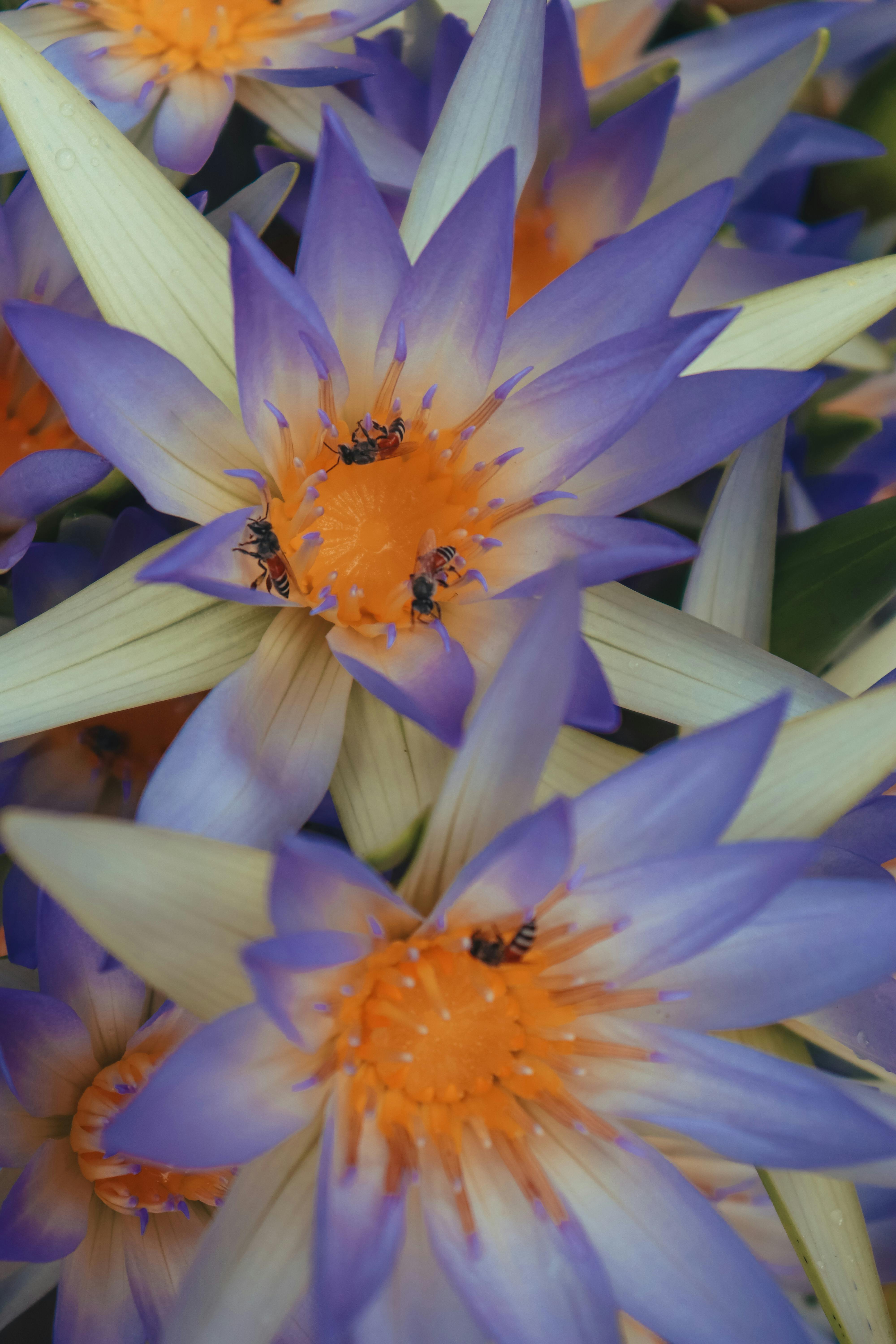 A Close-Up Shot of a Pile of Bee Pollen · Free Stock Photo