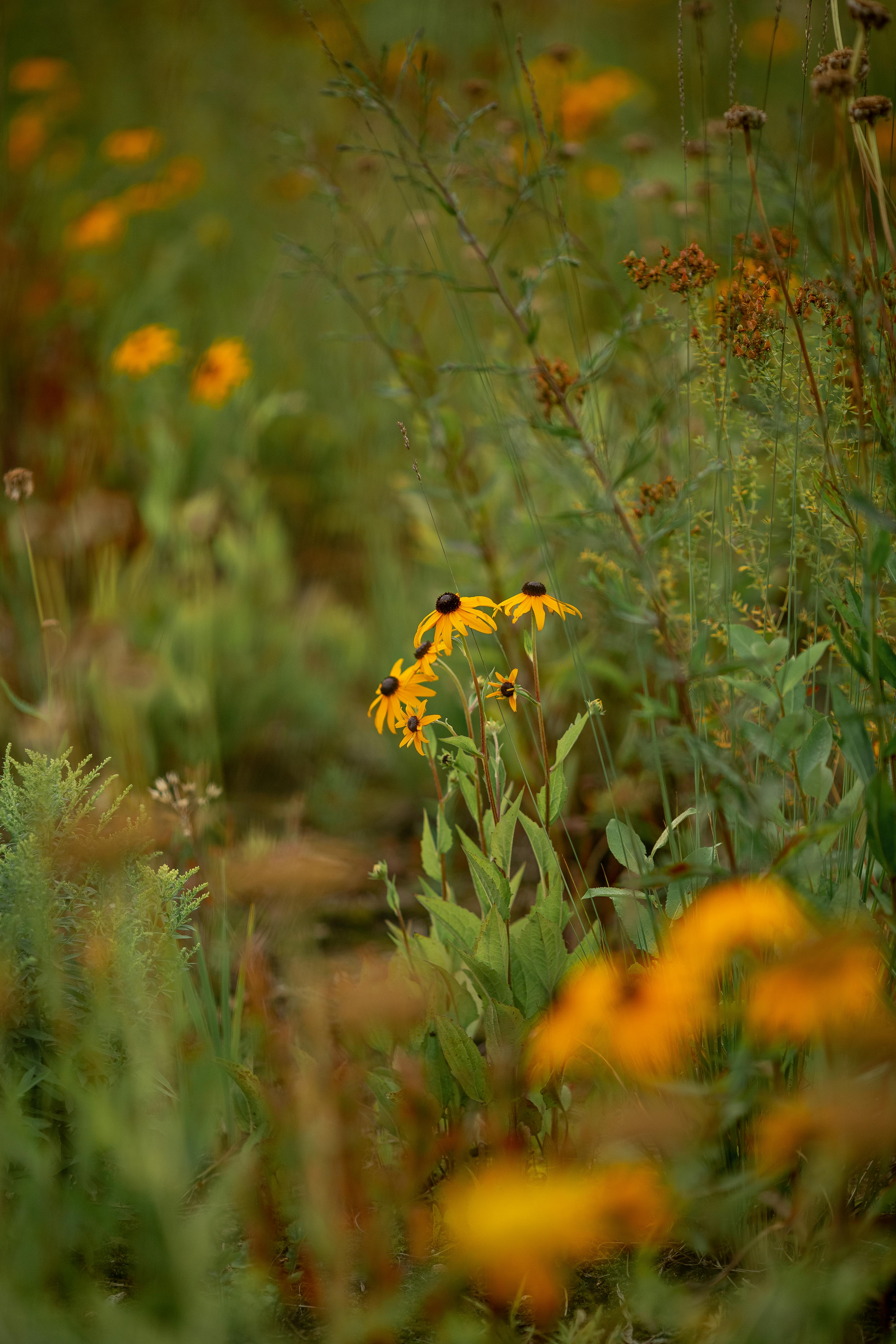 Yellow Flowers on a Field · Free Stock Photo