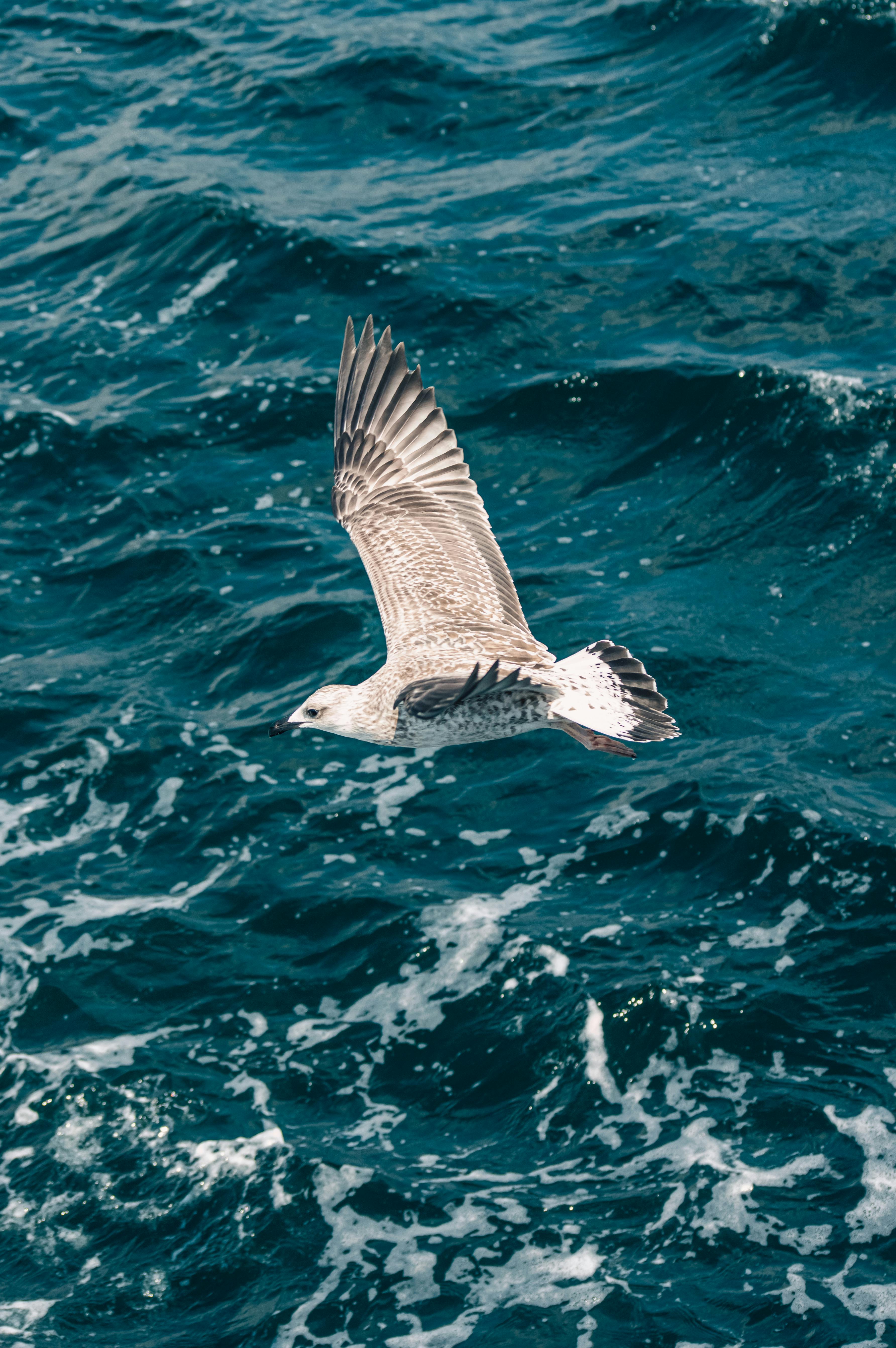 Close-up Photo of a Gull Flapping its Wings · Free Stock Photo