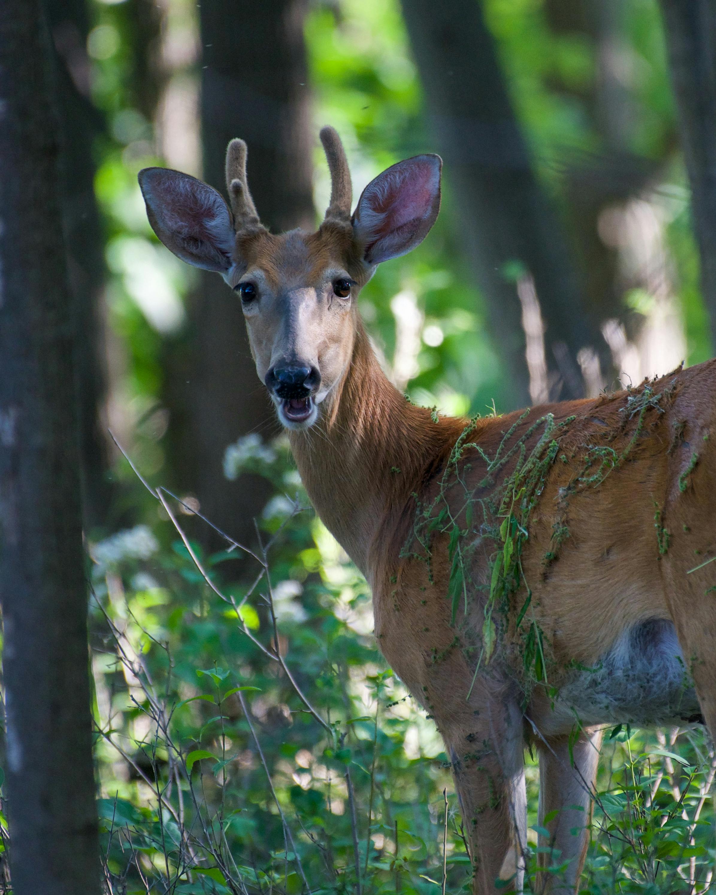 Deer Looking Backwards · Free Stock Photo
