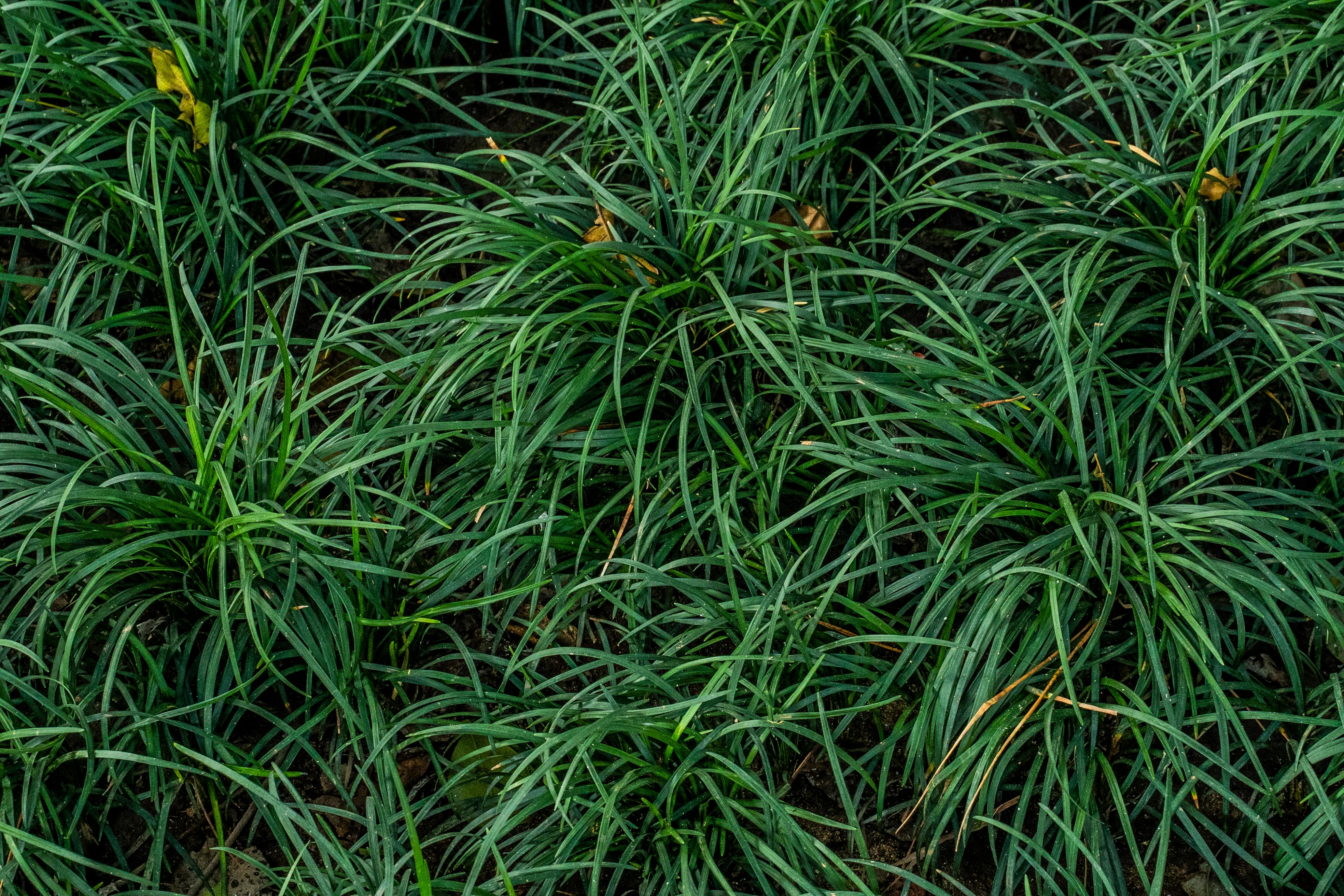 Mondo Grass in Close-up Photography · Free Stock Photo