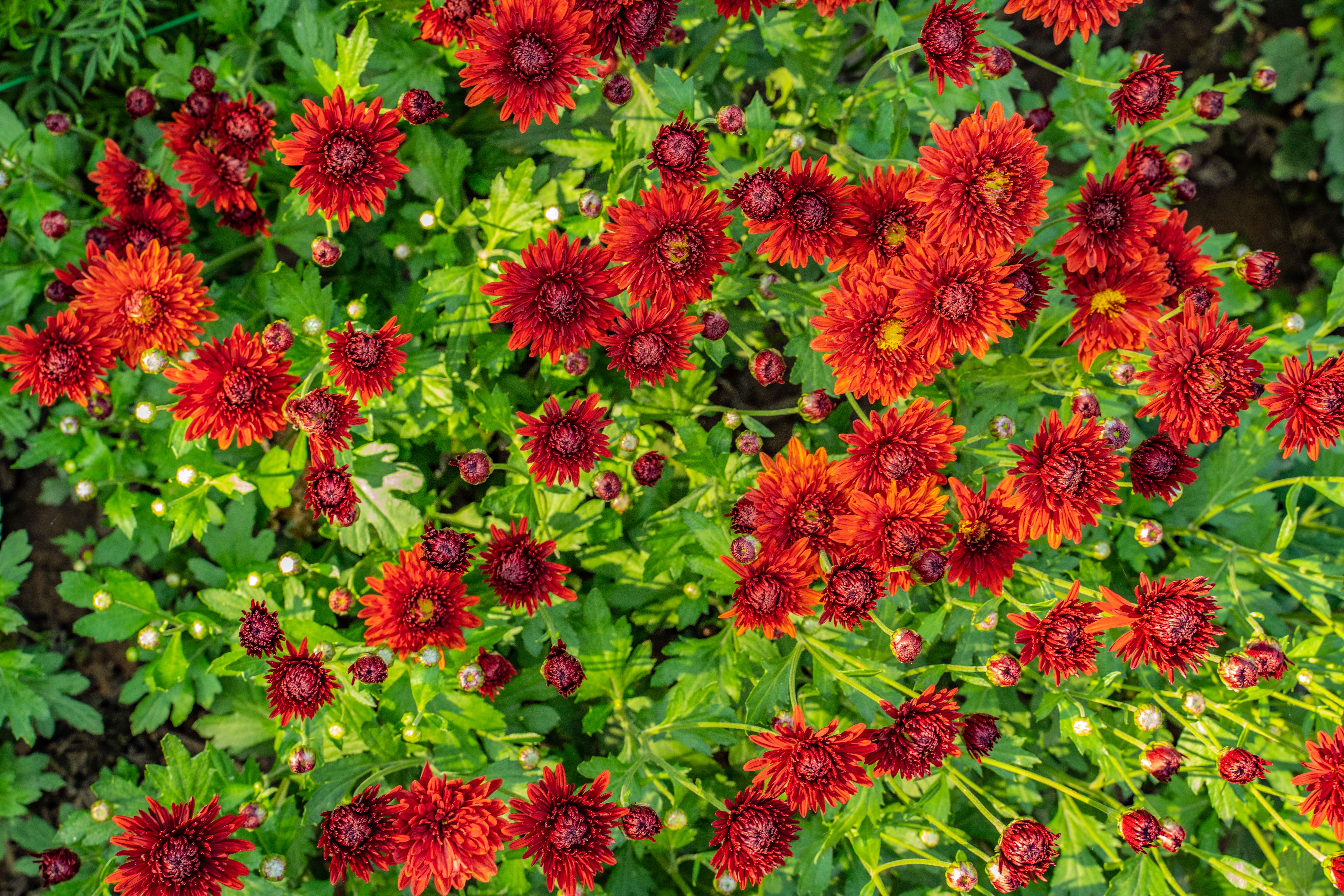 Photo of Red Flowers · Free Stock Photo