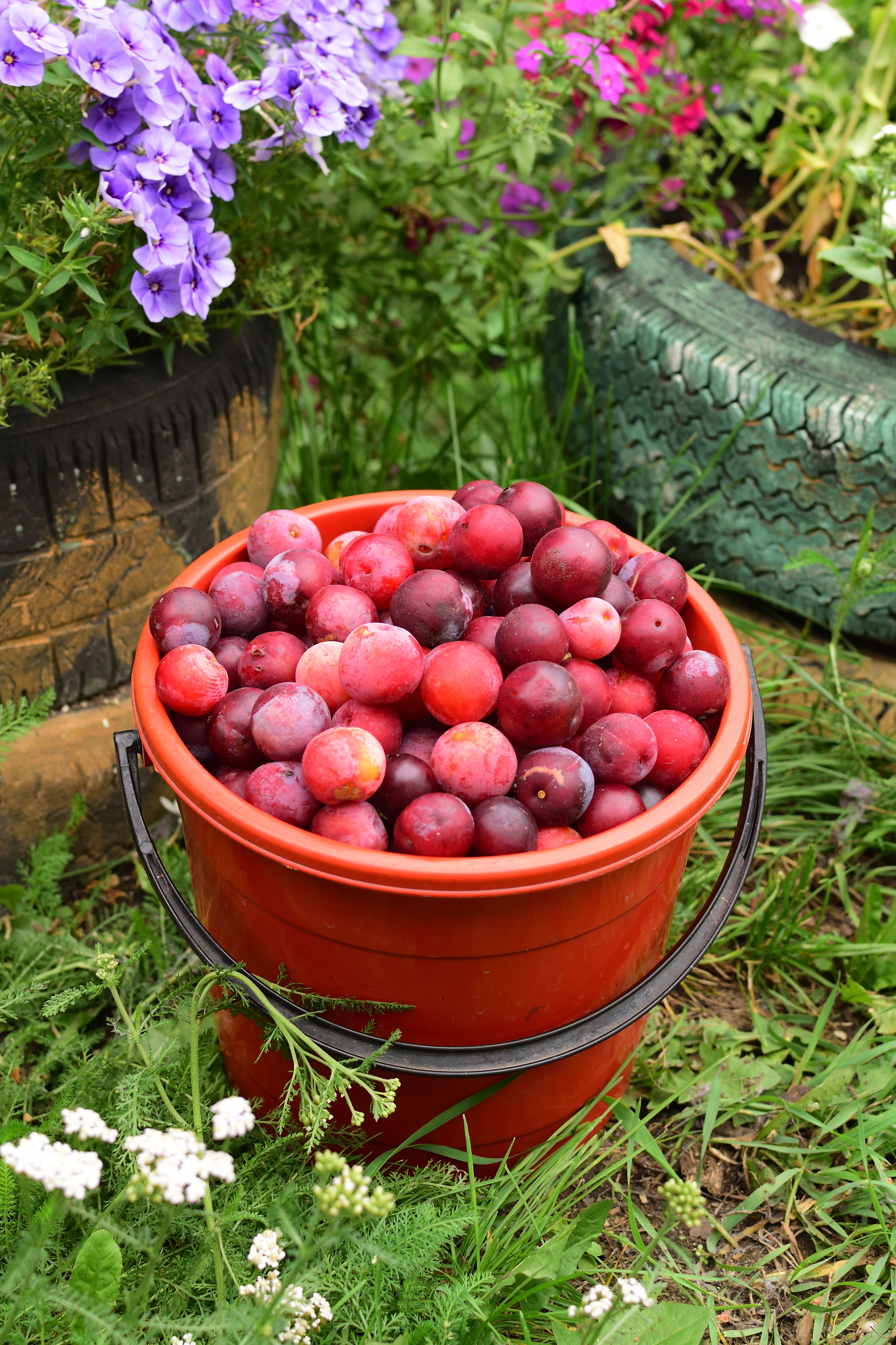Fruits In Bucket Photos, Download The BEST Free Fruits In Bucket Stock ...