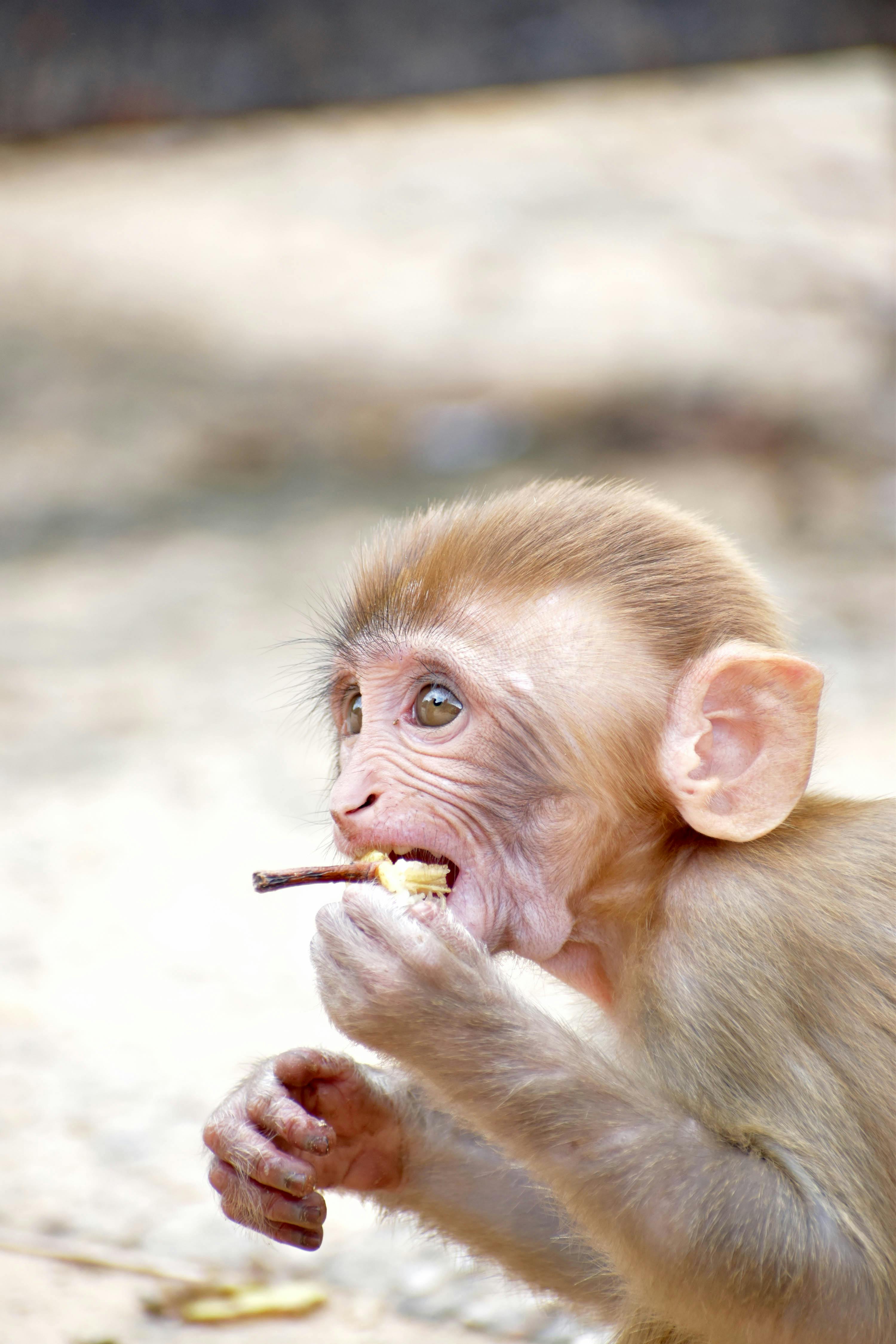 Close-up Photo of a Monkey Eating · Free Stock Photo