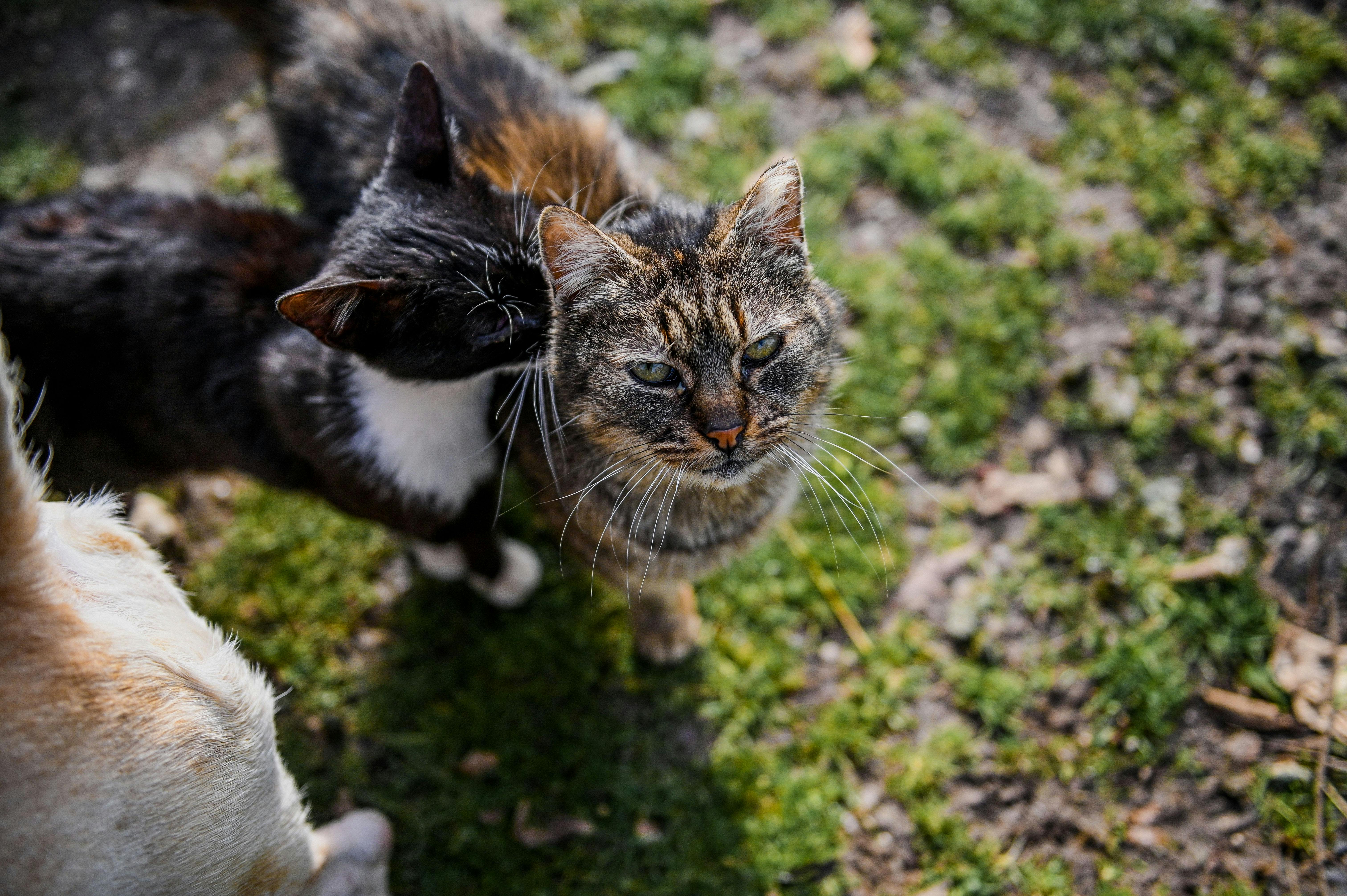 Photo of Two Cats · Free Stock Photo