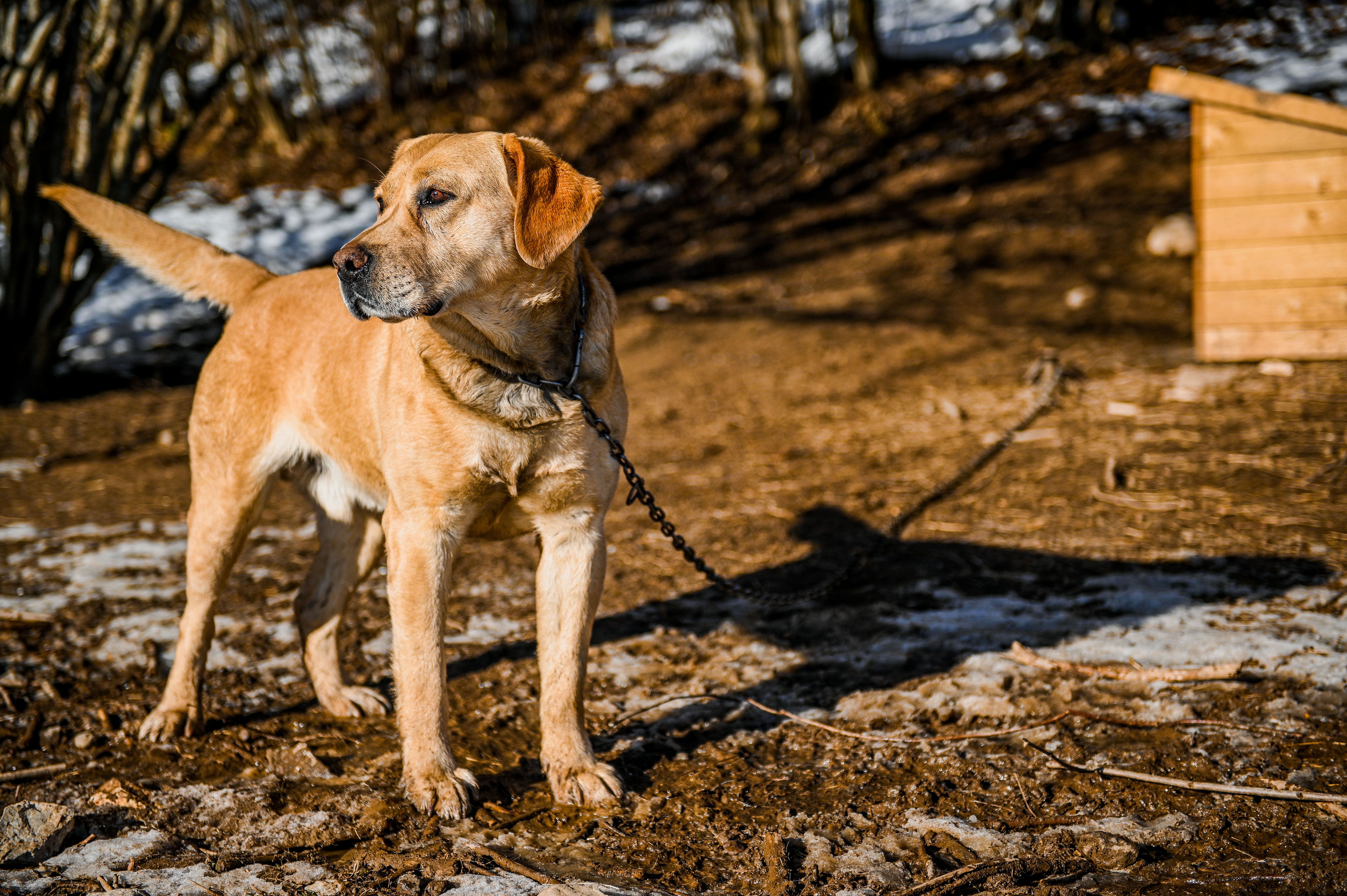 Headless Dog Photos, Download Free Headless Dog Stock Photos & HD Images