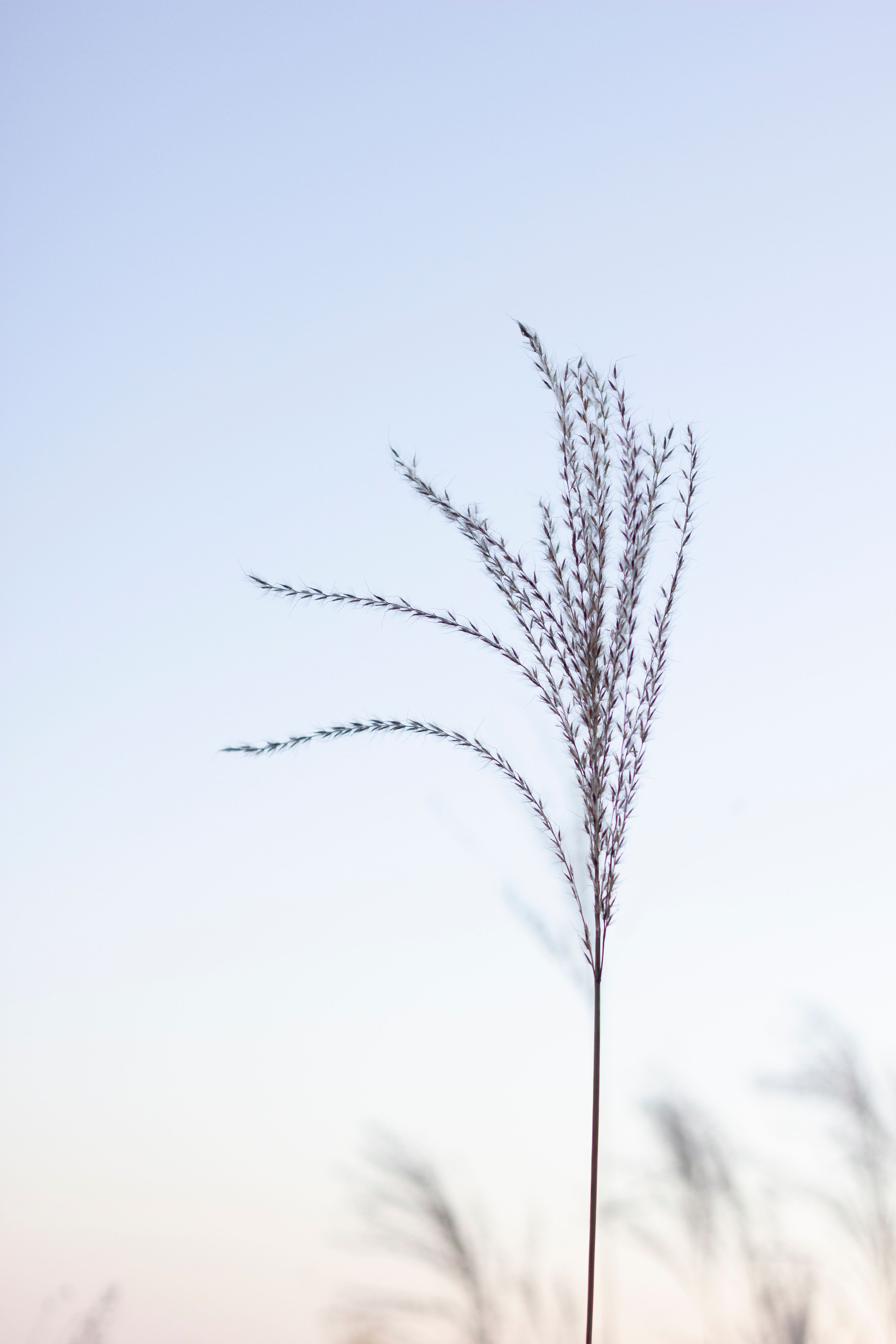 Close Up Photo of Dry Reed · Free Stock Photo