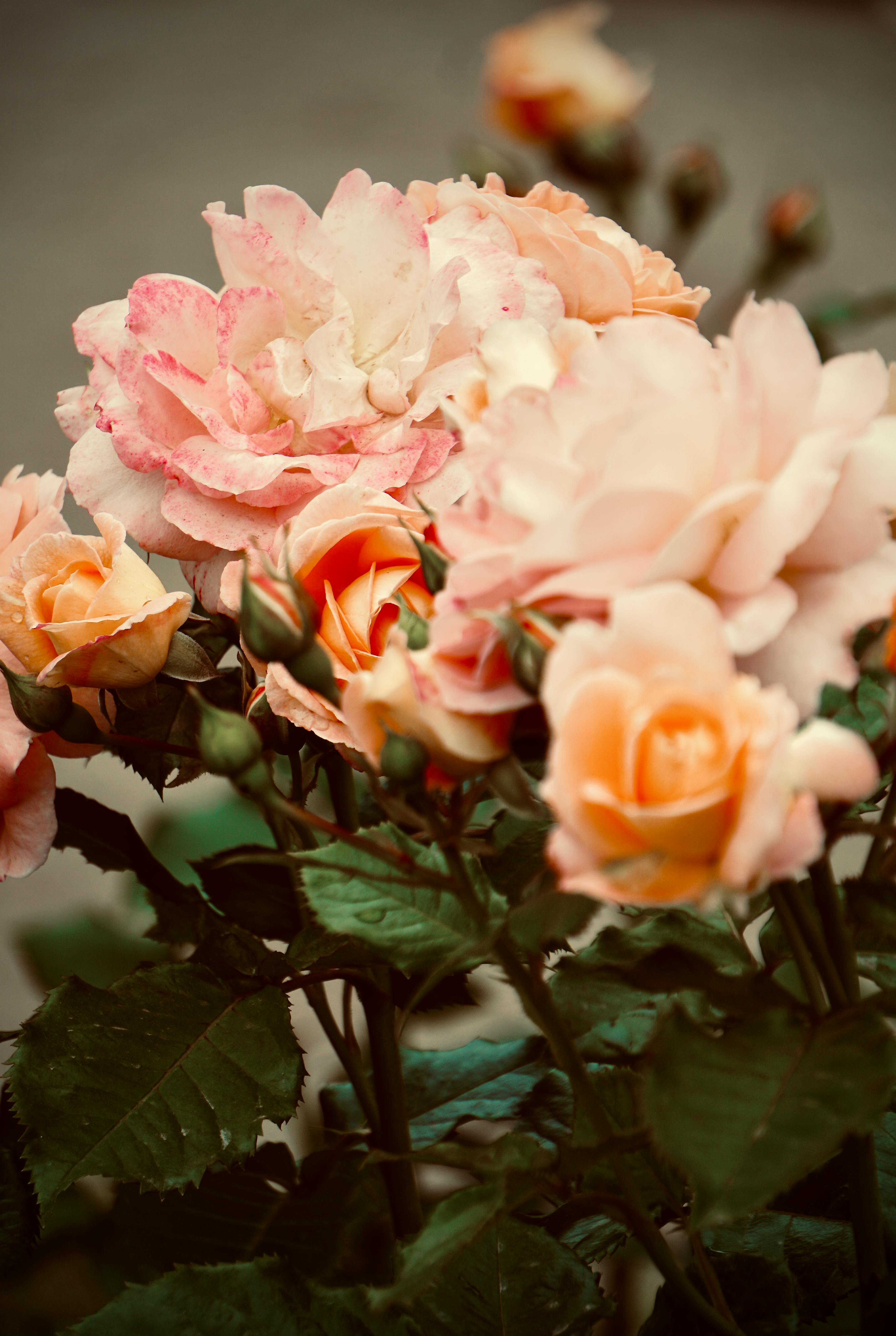 Boxwood And Roses Photos, Download Free Boxwood And Roses Stock Photos ...