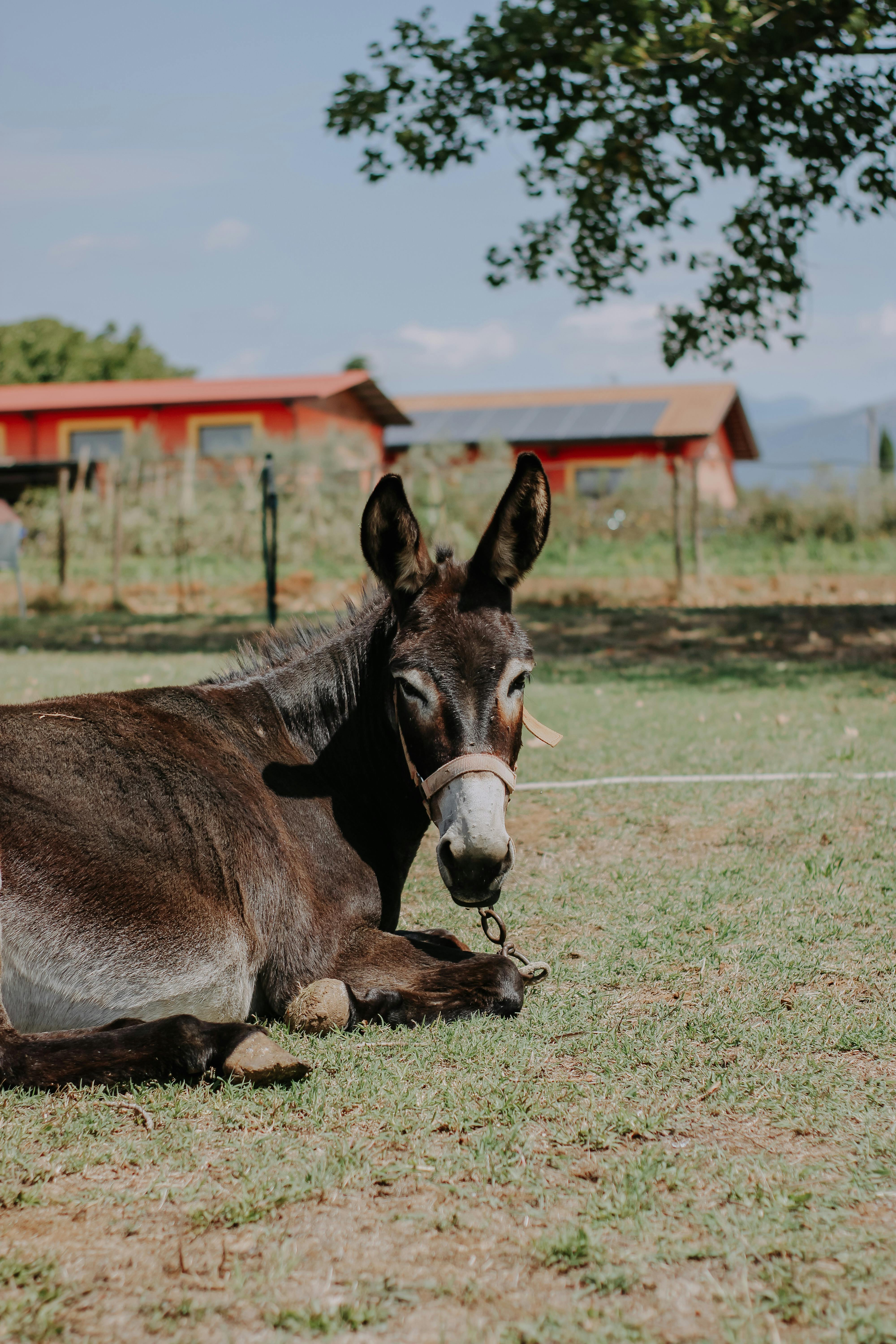 Donkey Lying on the Ground · Free Stock Photo