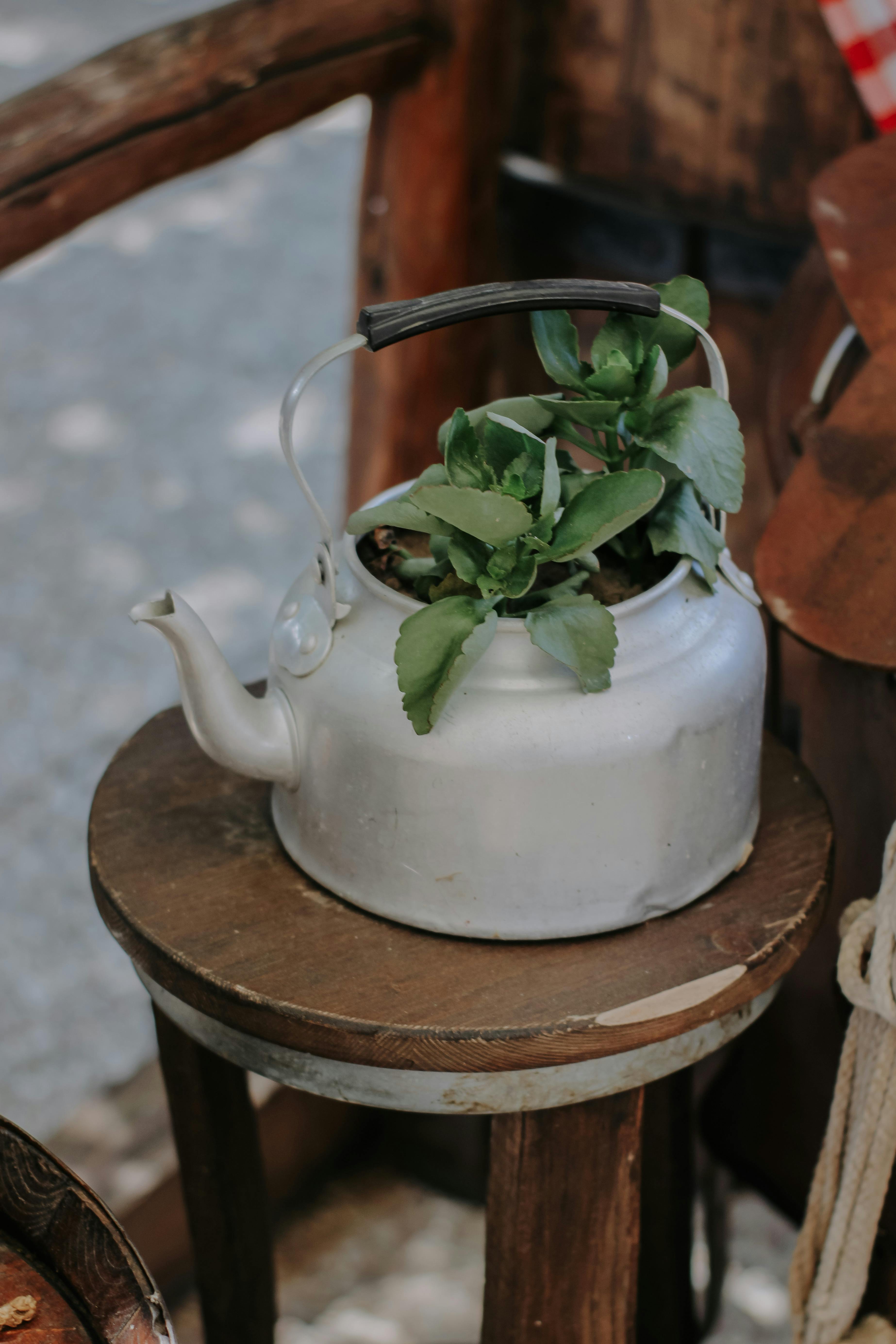 Plant Growing in Old Kettle · Free Stock Photo