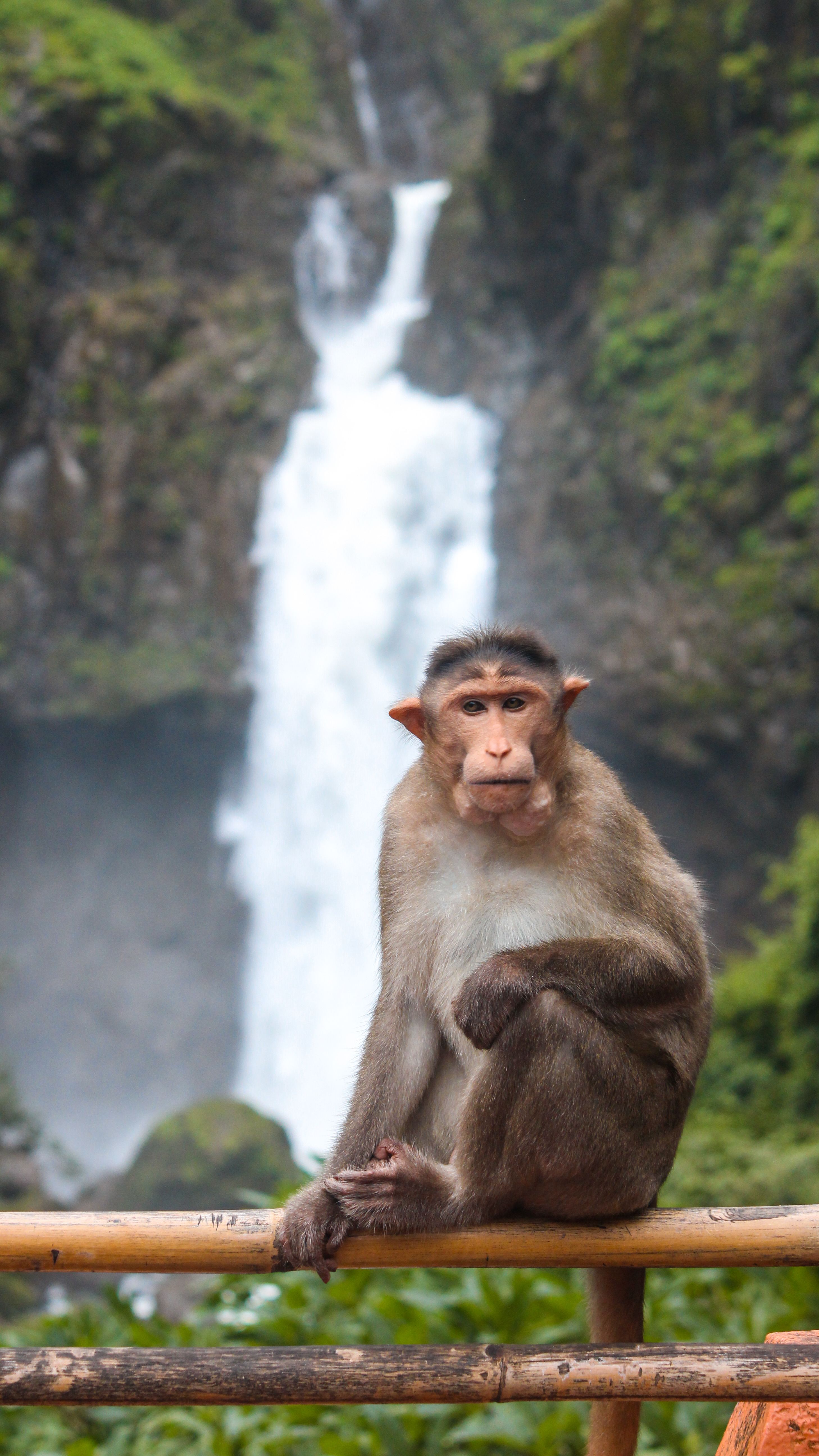 Close-up Photo of a Monkey · Free Stock Photo