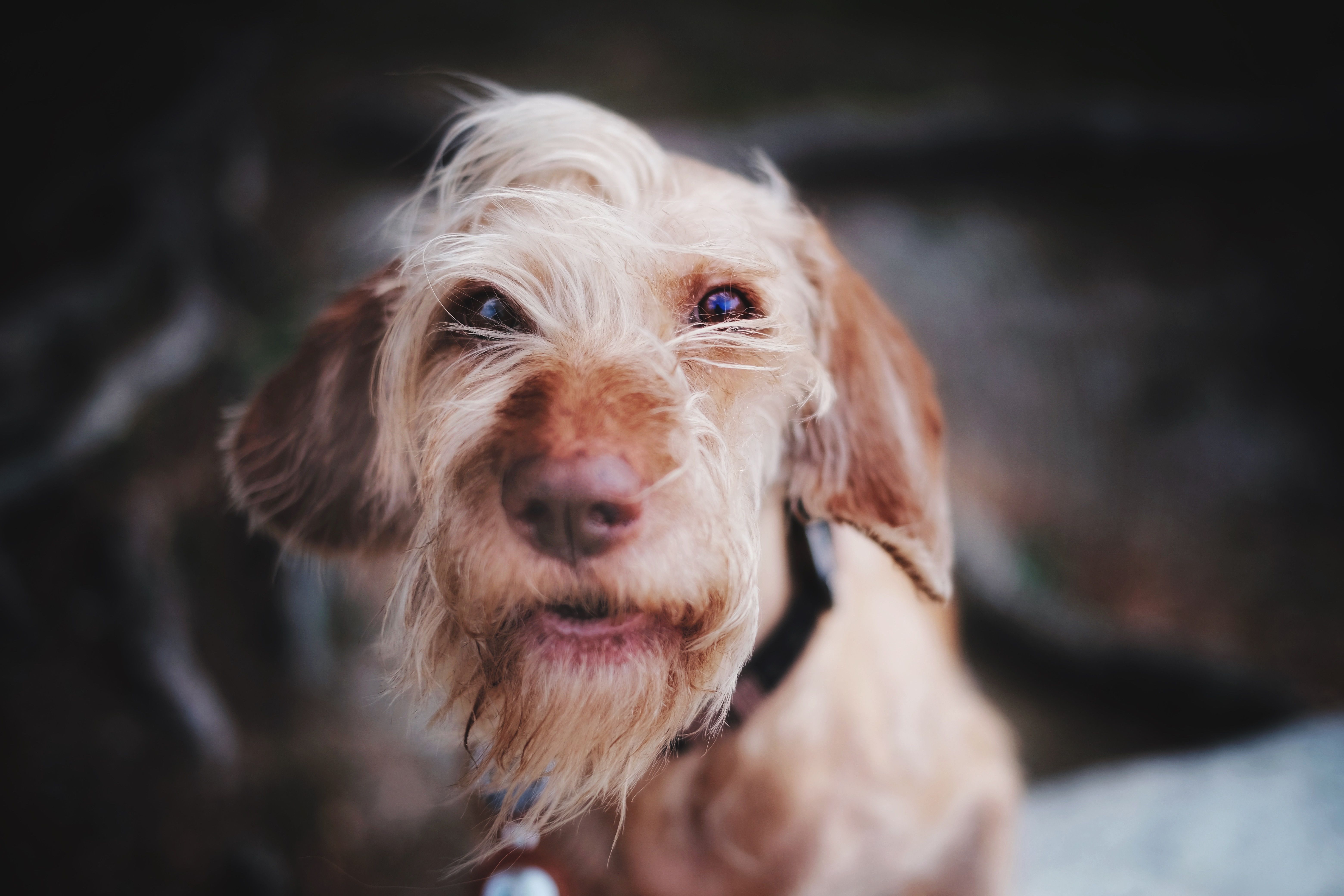 Close-up Photo of a Furry Dog · Free Stock Photo