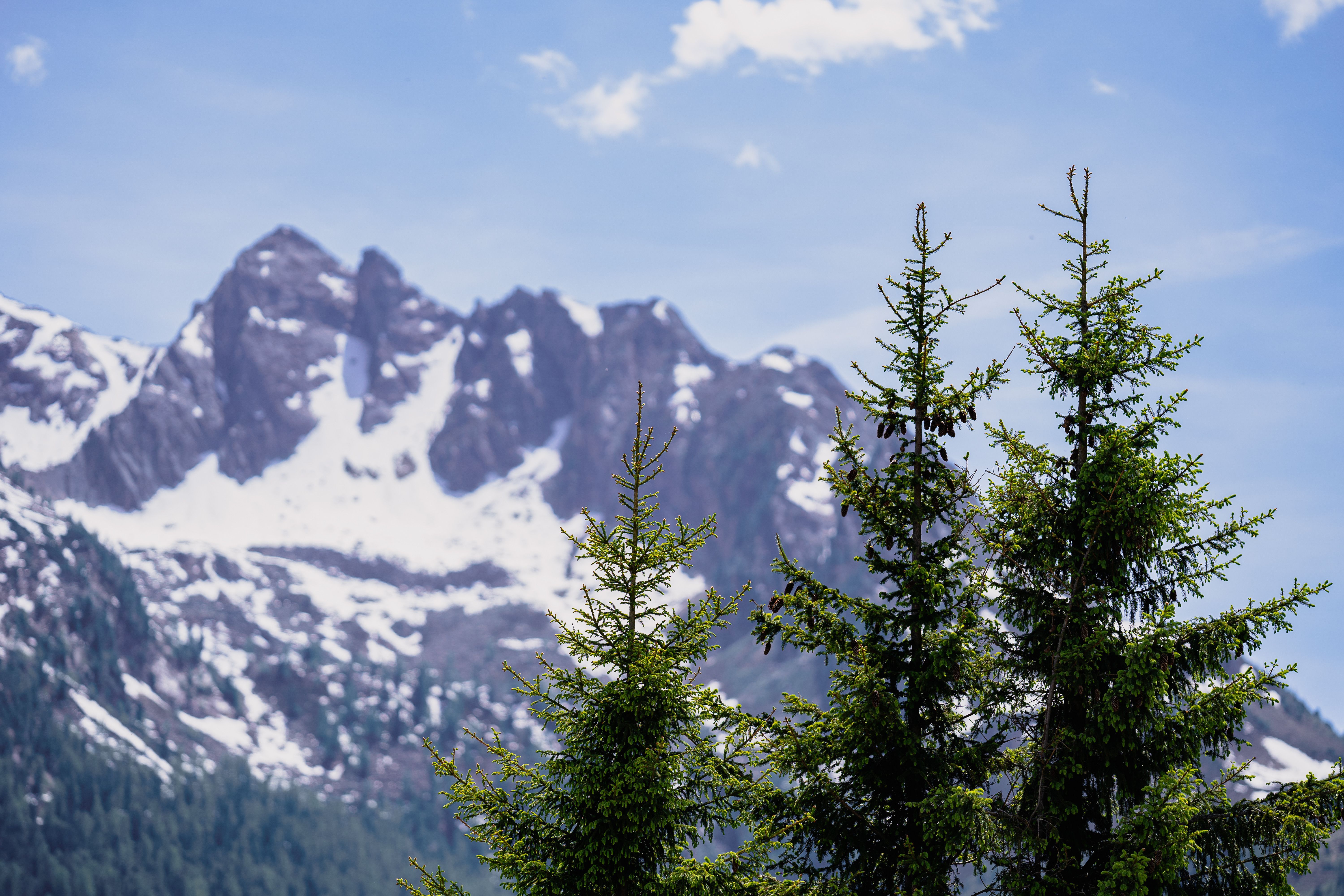 Blue Sky over Pine Trees · Free Stock Photo