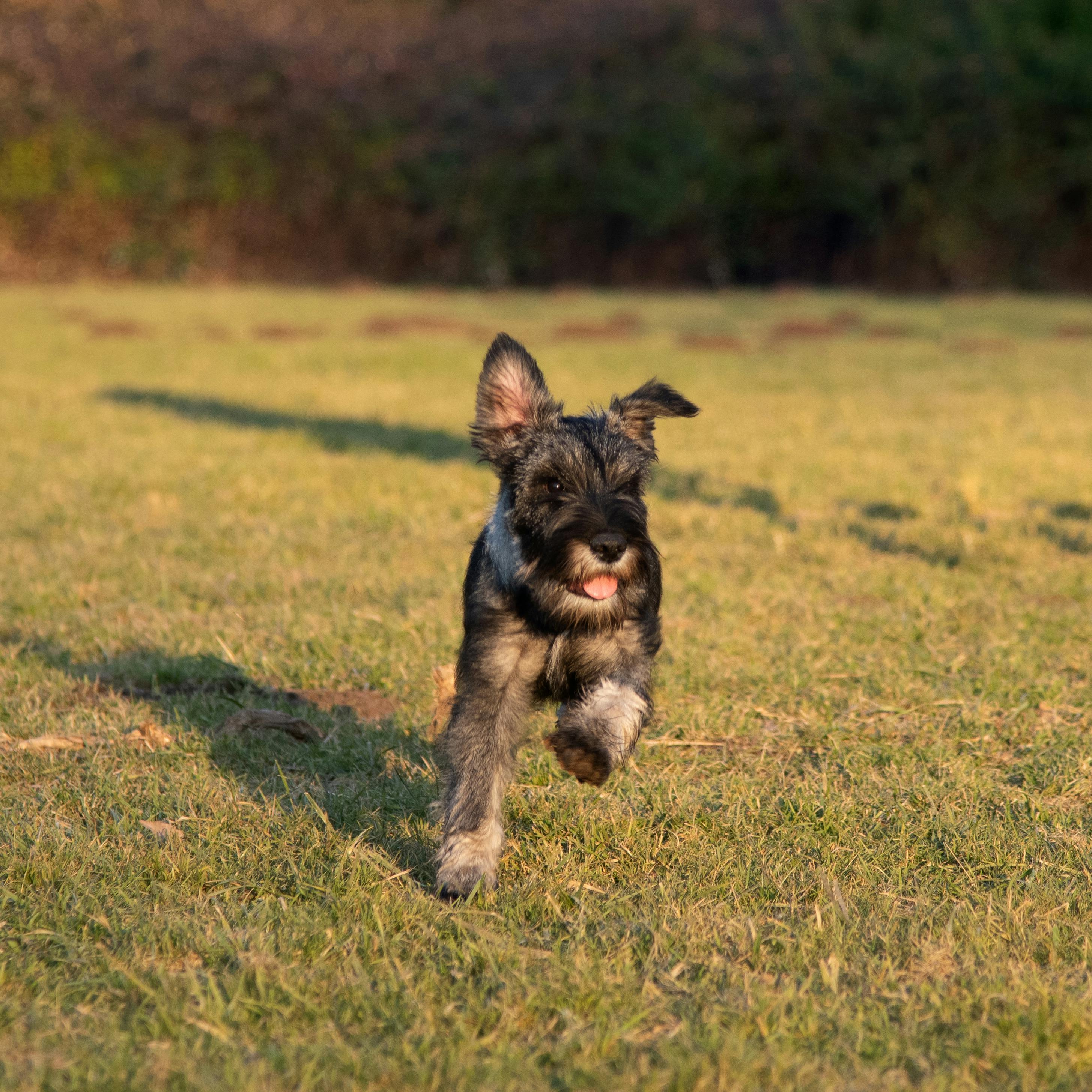 Exynox Scamper Photos, Download Free Exynox Scamper Stock Photos & HD ...