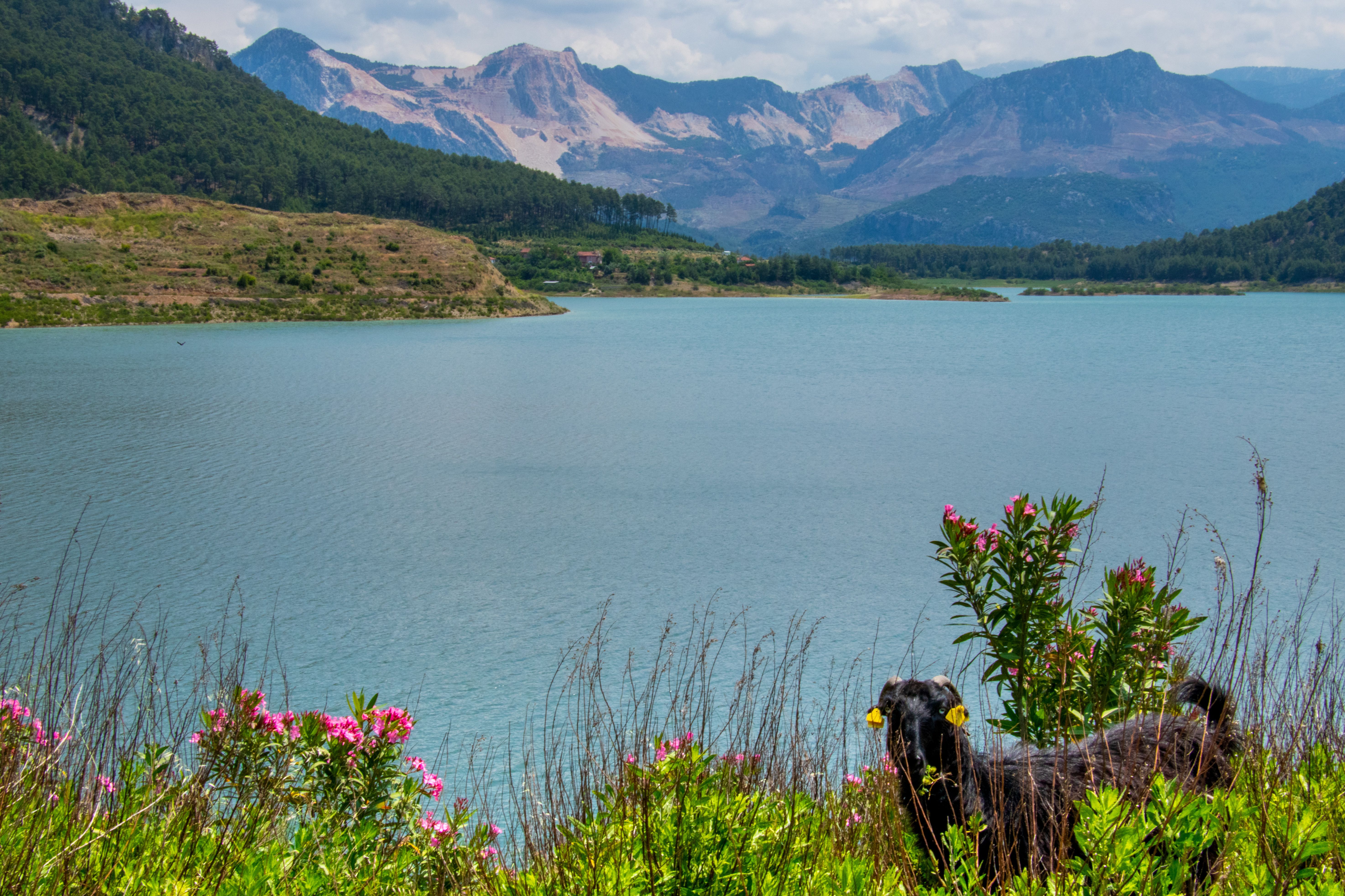 Reflection Goat Photos, Download The BEST Free Reflection Goat Stock ...