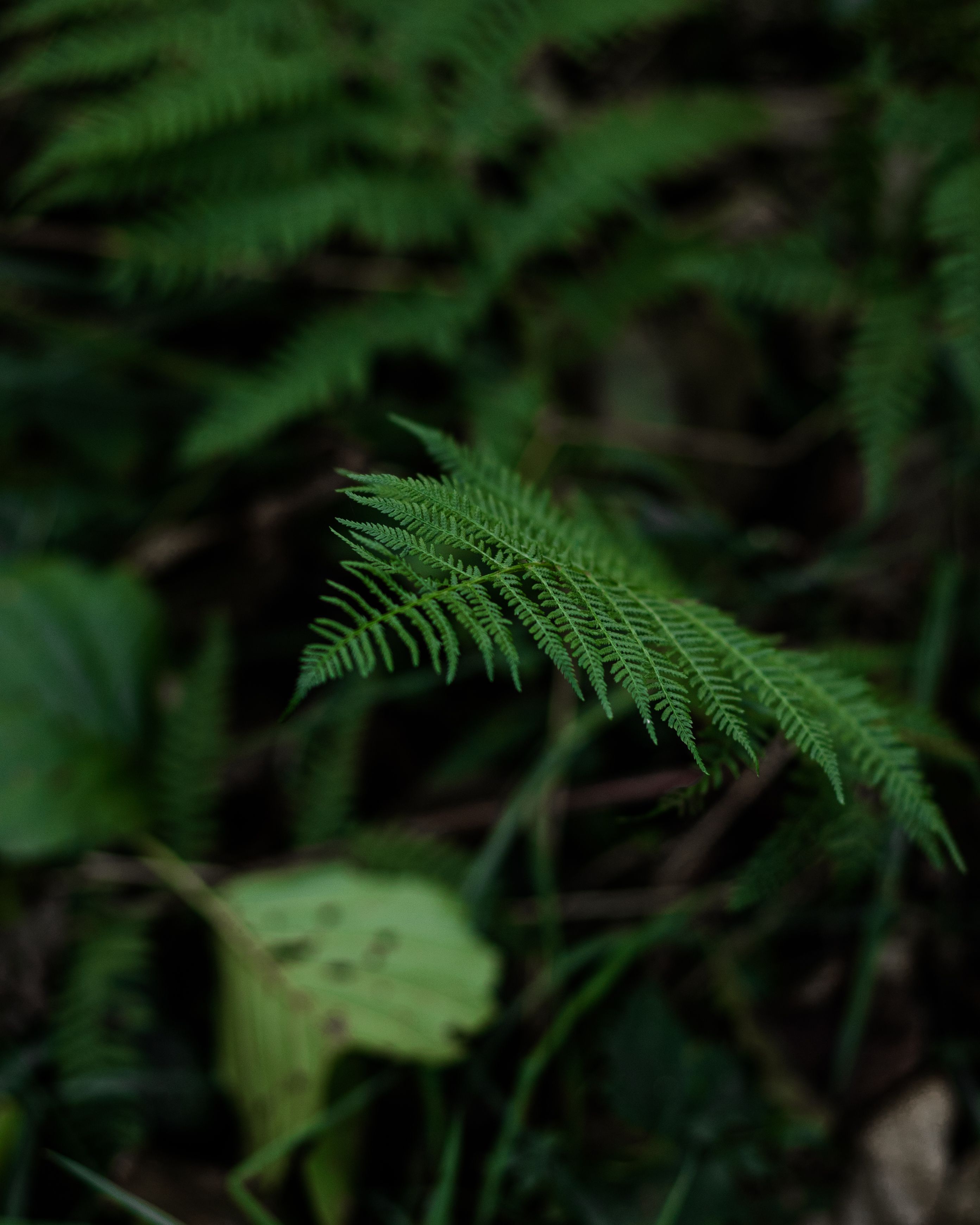 Close-up on Spiral Stem of Plant · Free Stock Photo
