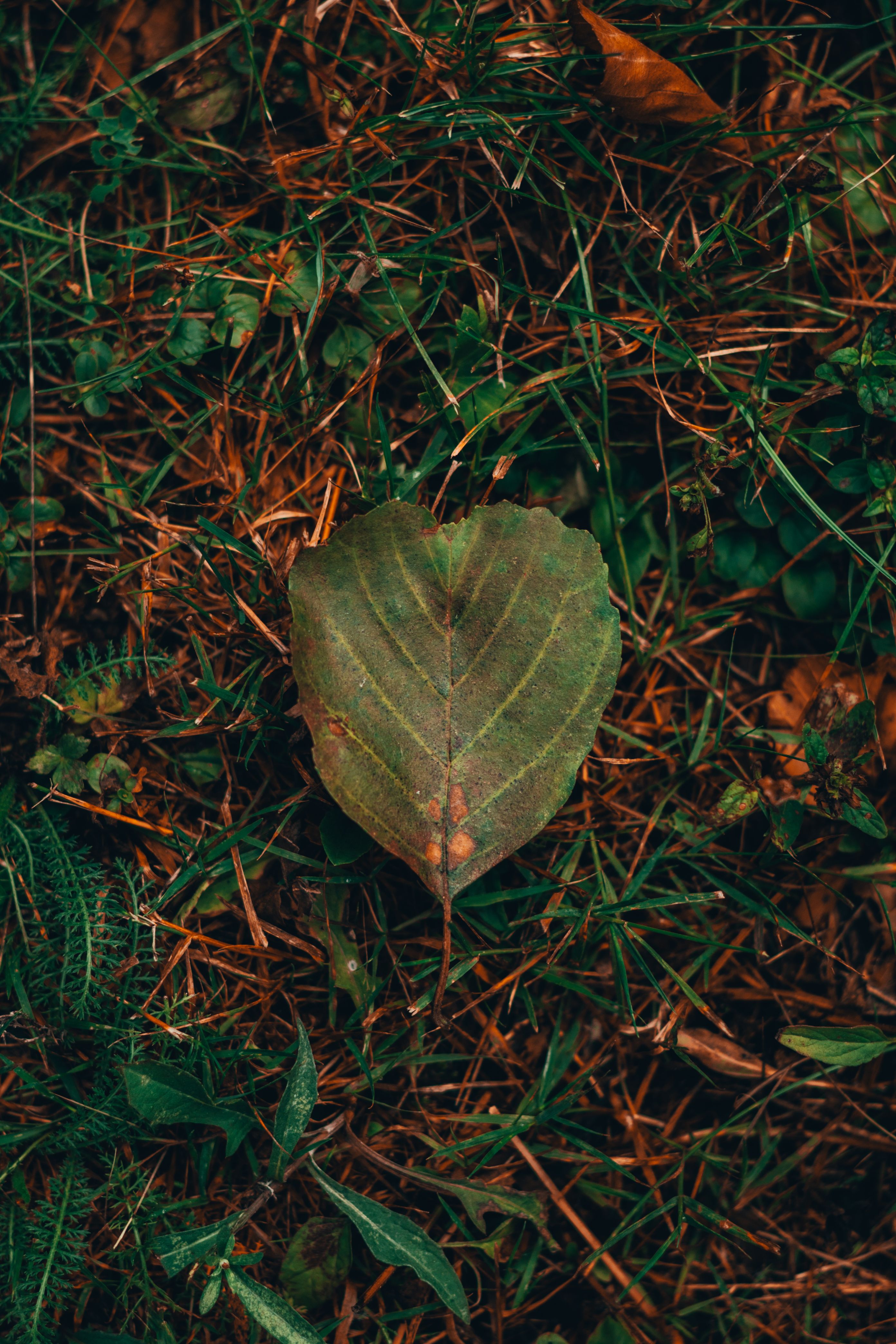 Fallen Leaf Lying among Rocks · Free Stock Photo