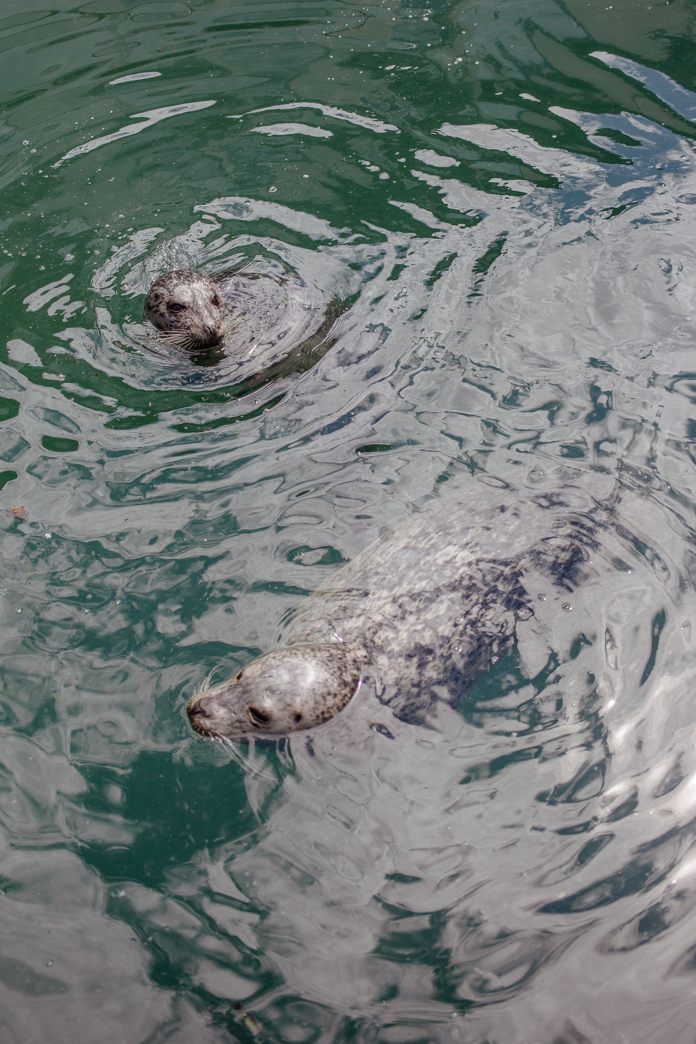 Photo of Seal Opening It's Mouth · Free Stock Photo