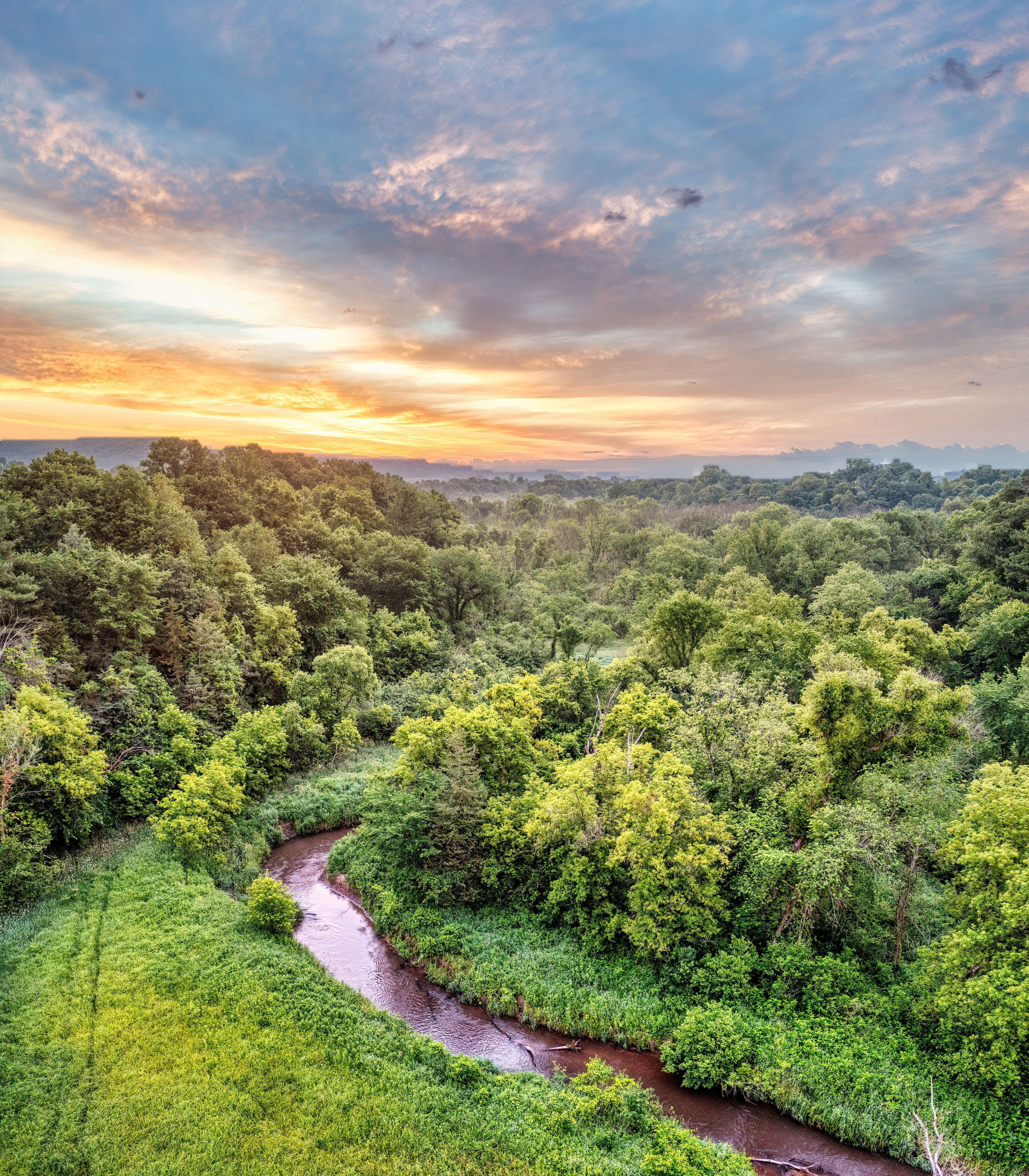 Creek between Trees · Free Stock Photo