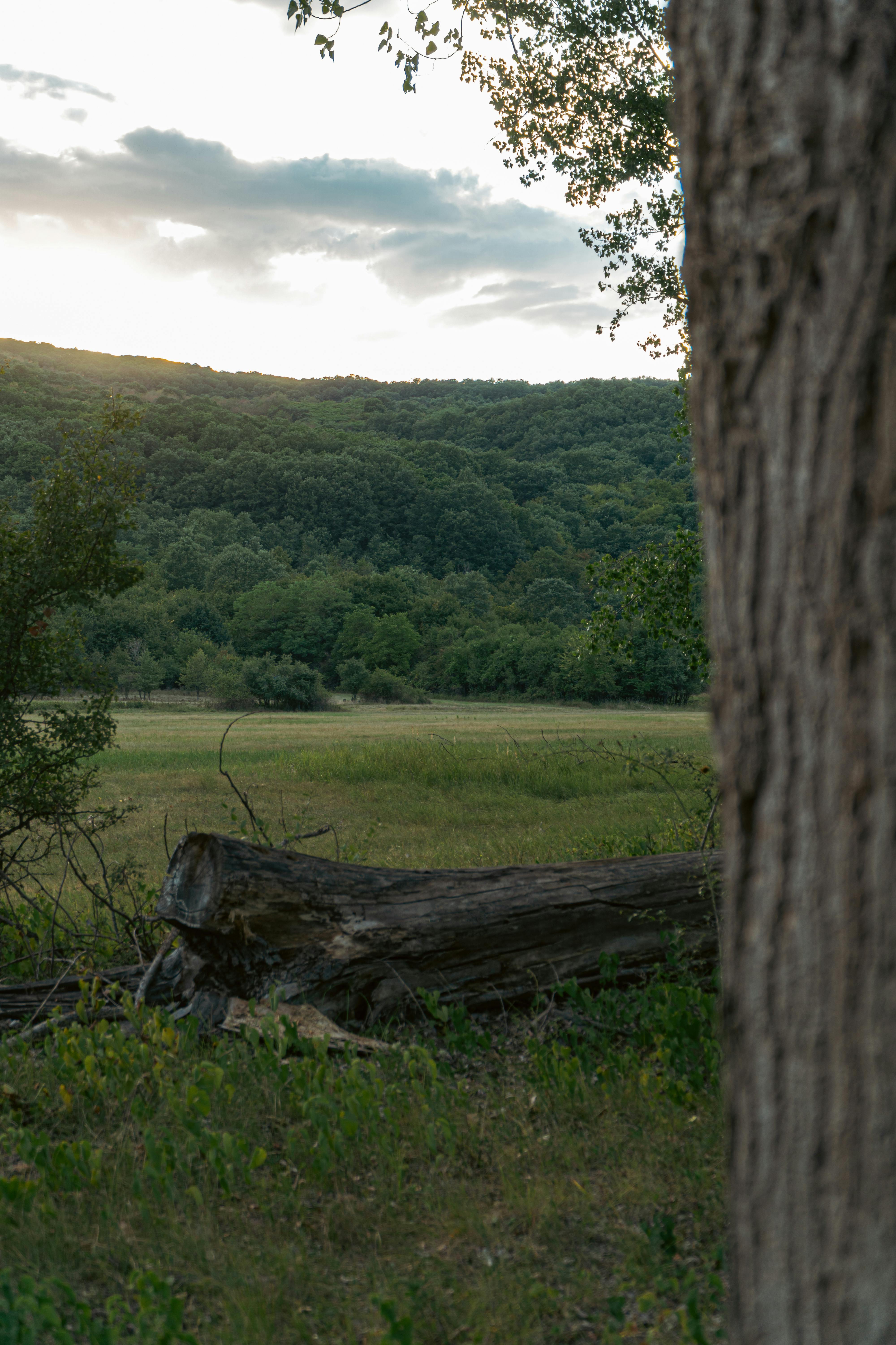 Excellence Logging Photos, Download Free Excellence Logging Stock ...