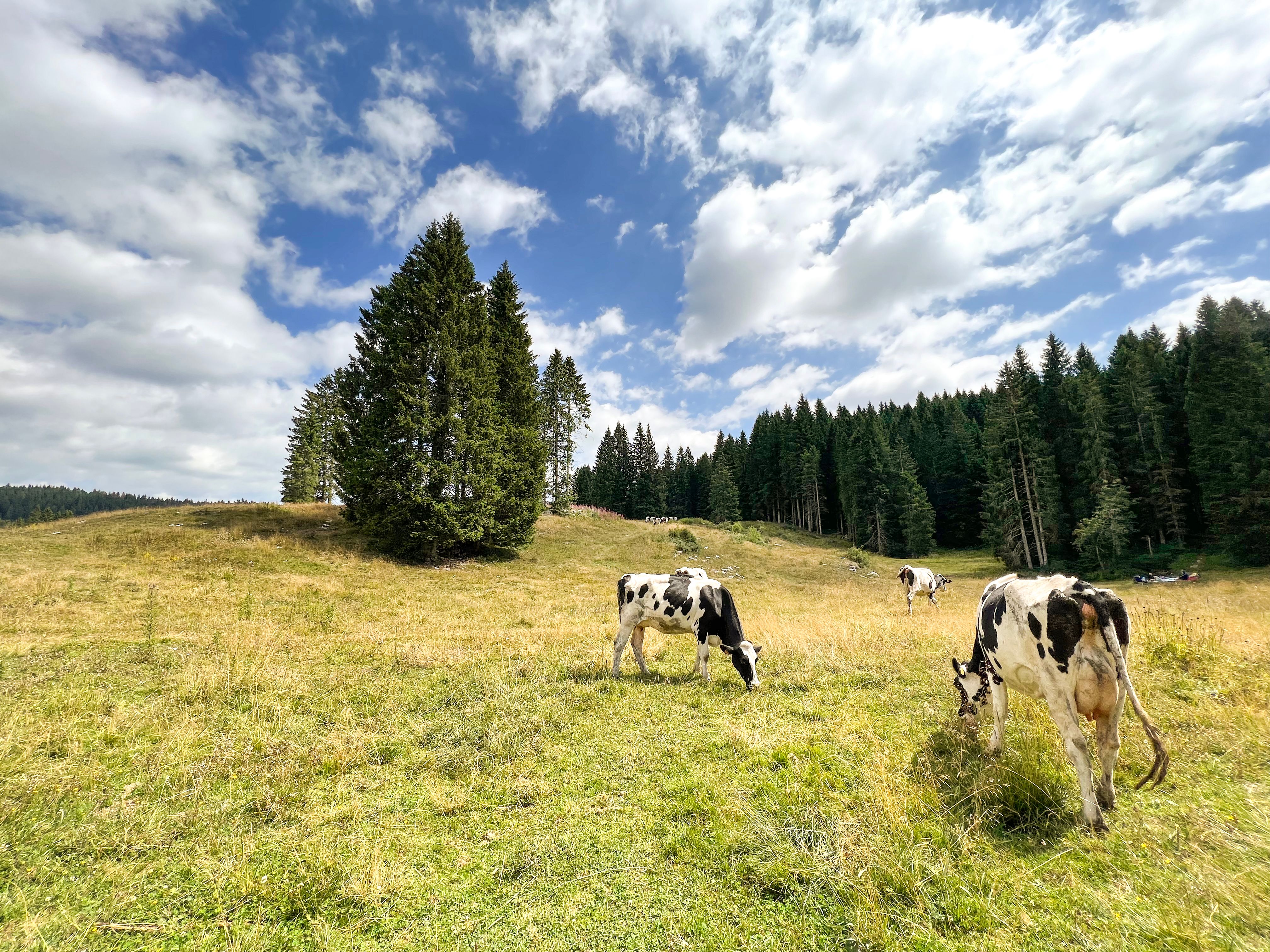 Cows on Grassland Near Tress · Free Stock Photo