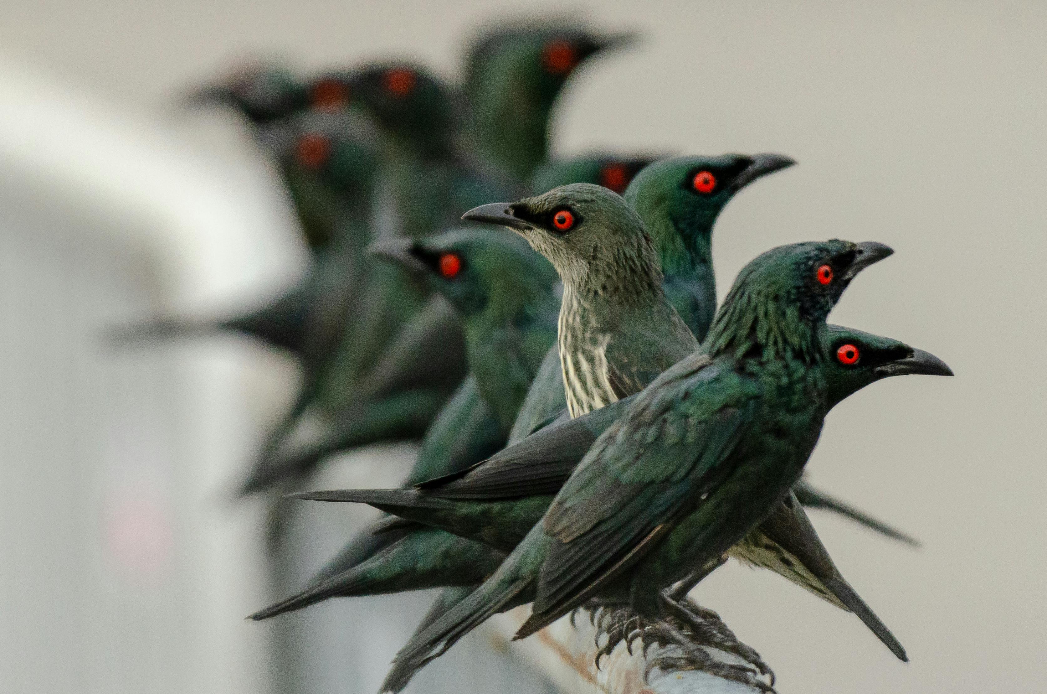 Birds Perched on a Railing · Free Stock Photo