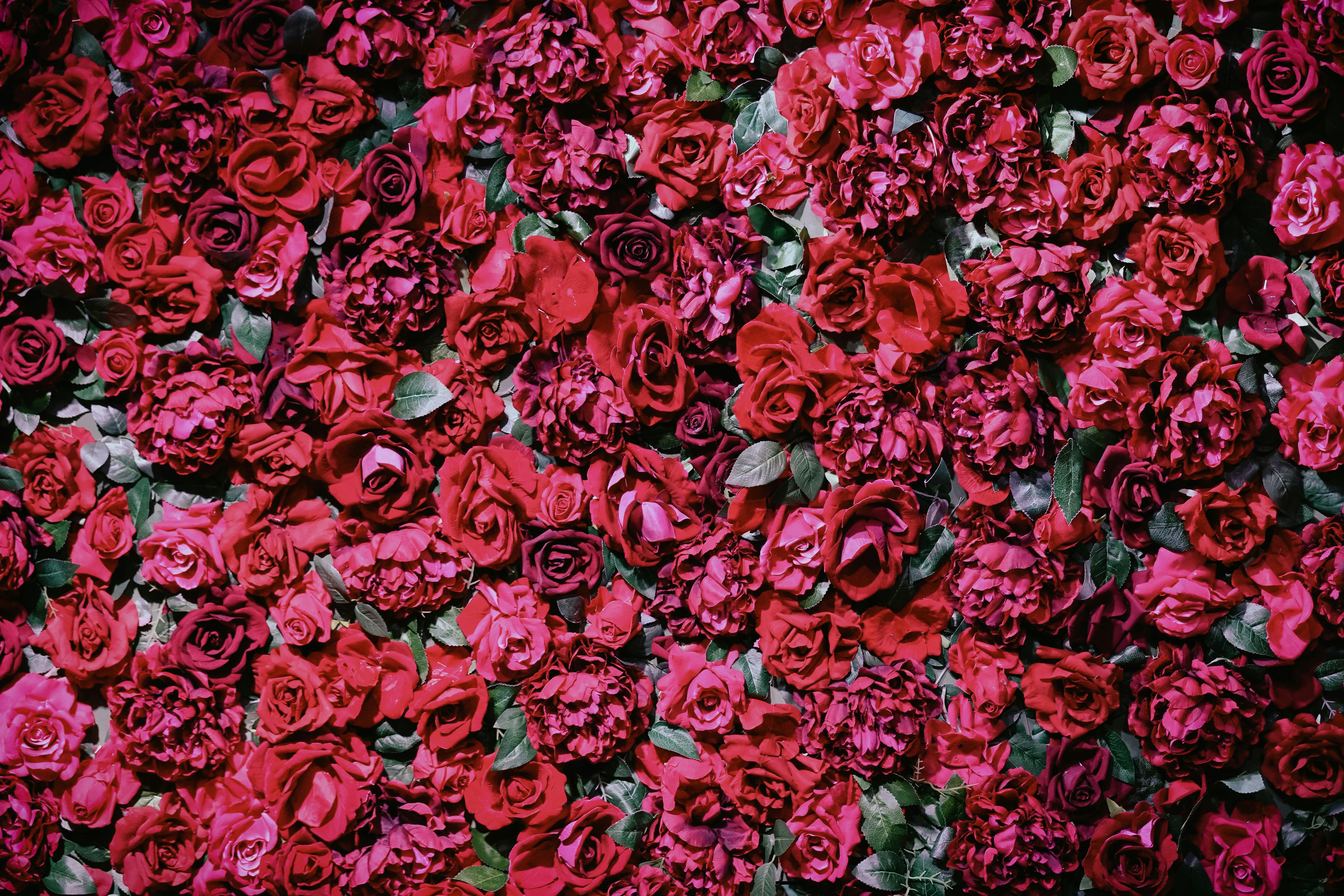 Red and Pink Roses in Bloom · Free Stock Photo