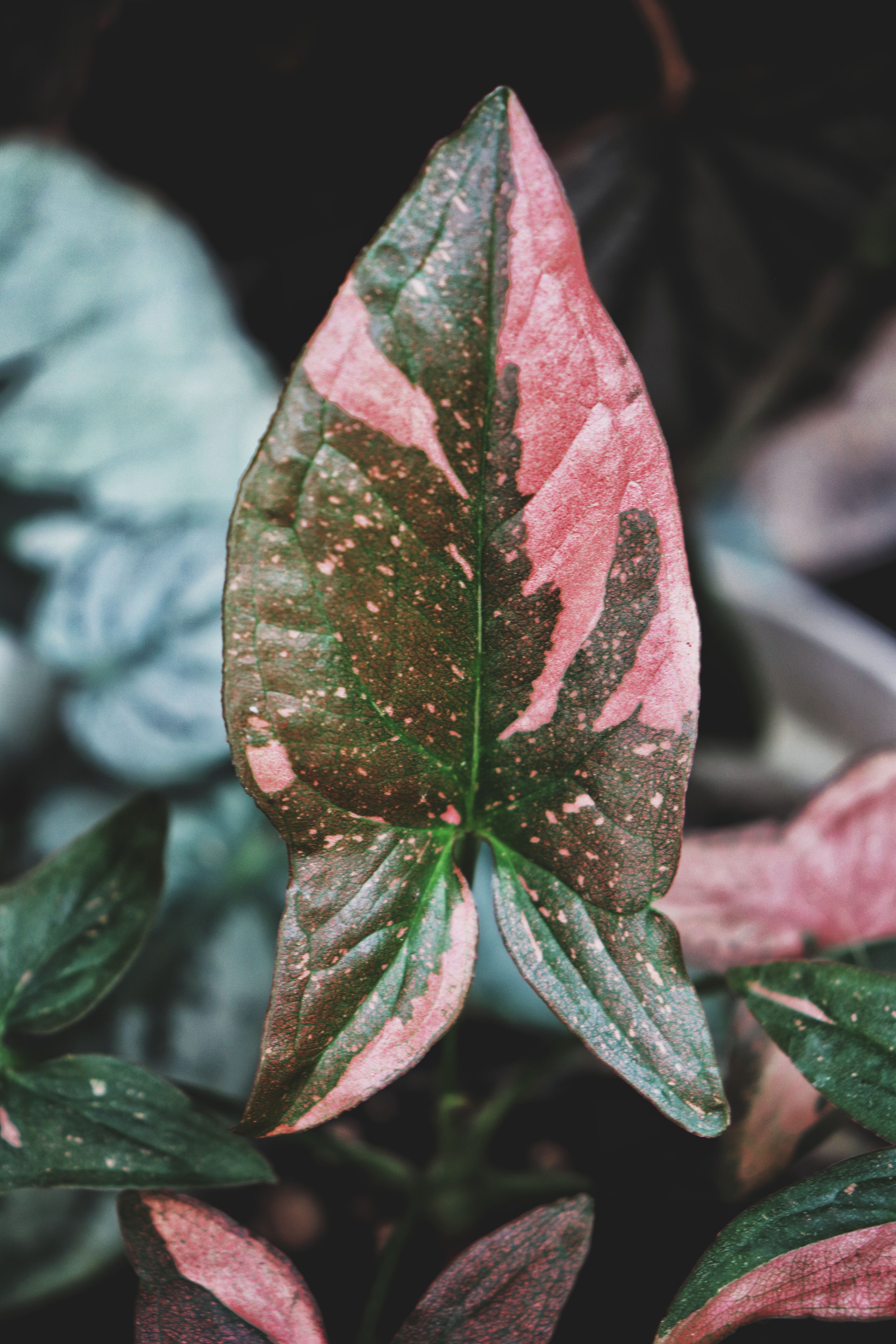 Close-up Photo of Pink and Green Caladium Plants · Free Stock Photo
