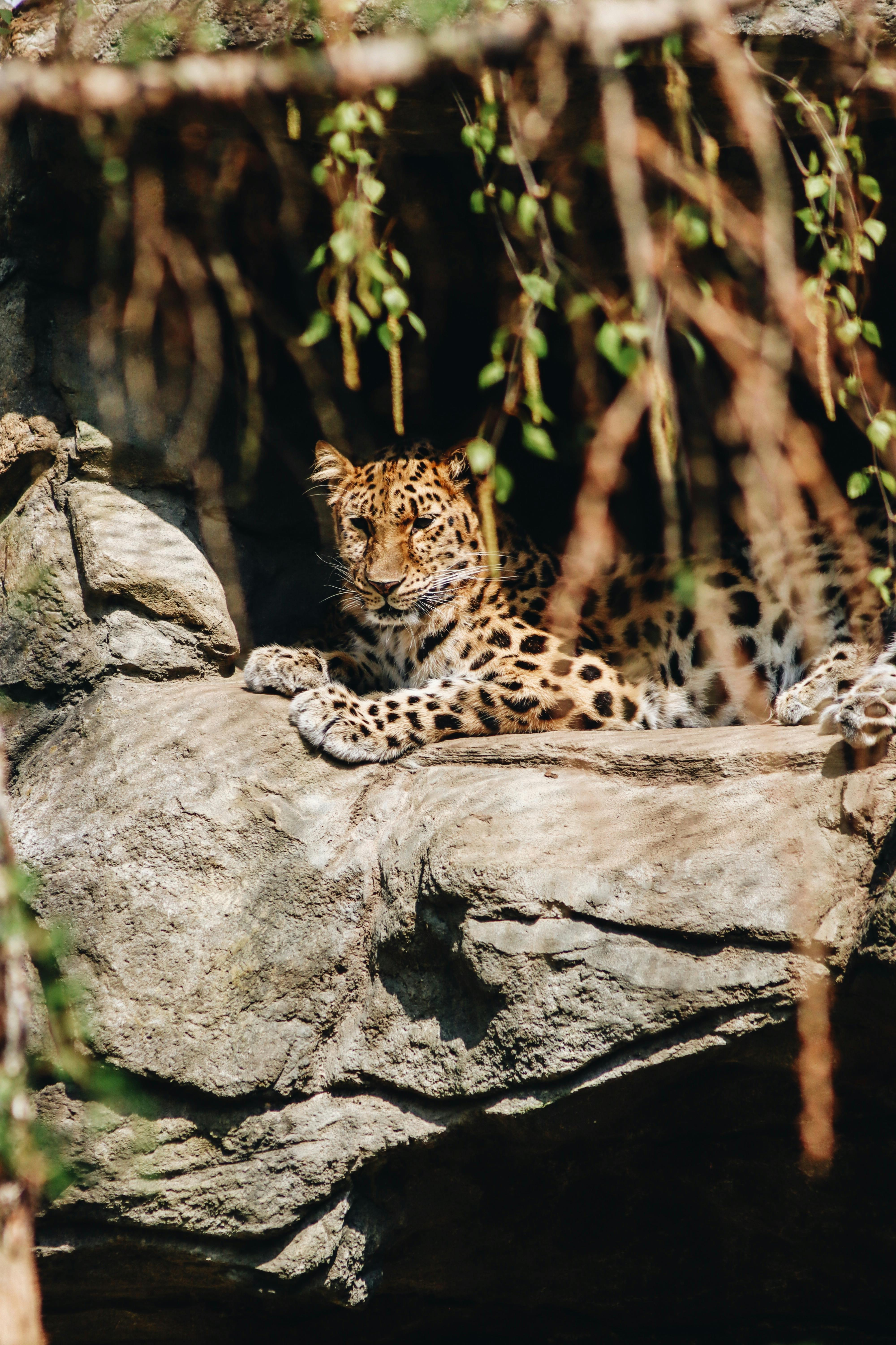 Leopard inside a Cave · Free Stock Photo