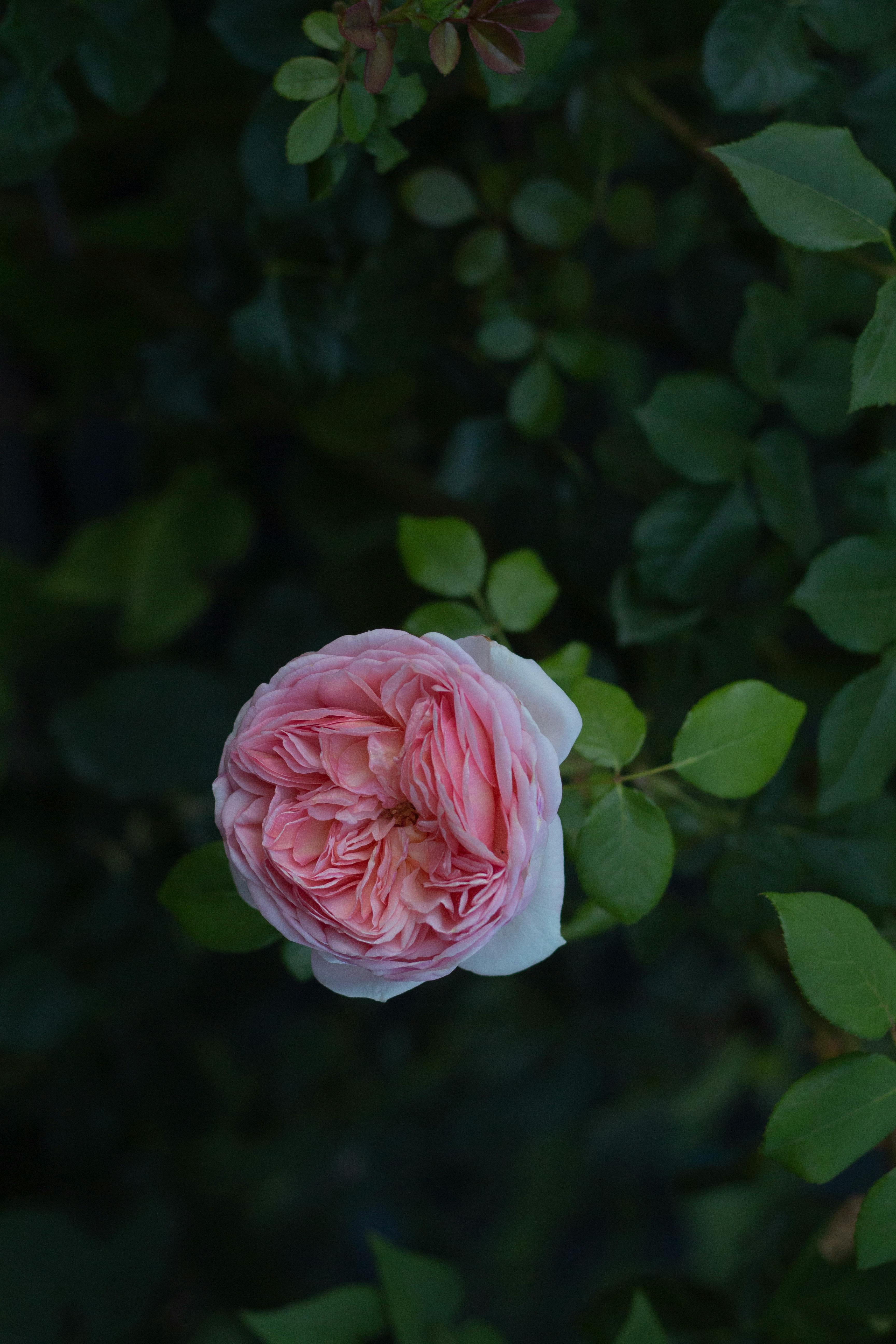 Polaroid Photo of Roses · Free Stock Photo