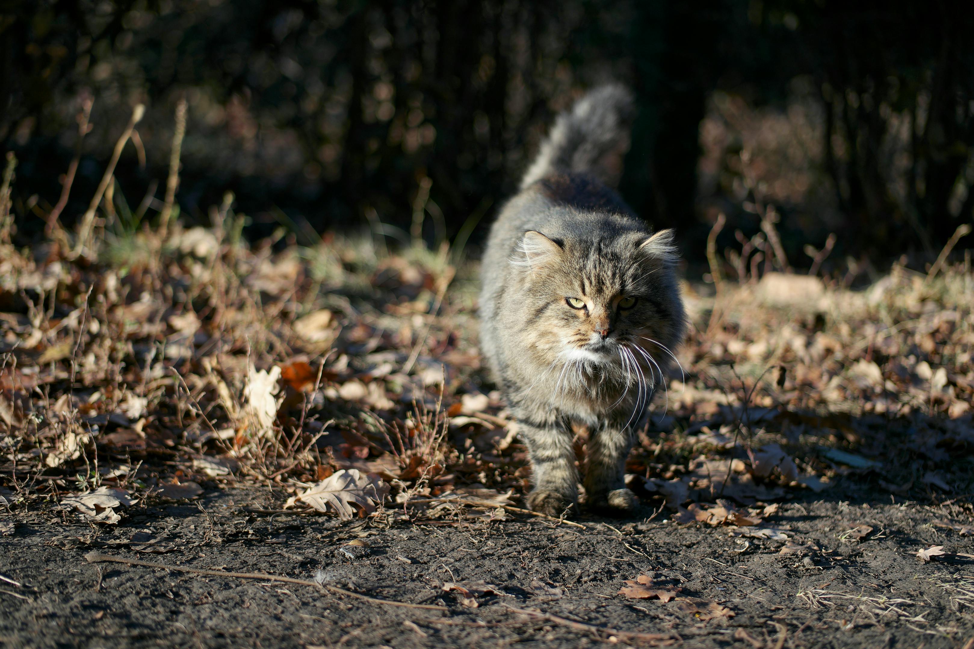 Cat on Ground · Free Stock Photo